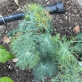 Dax | A plant by @MarvelMymumrose on Greg