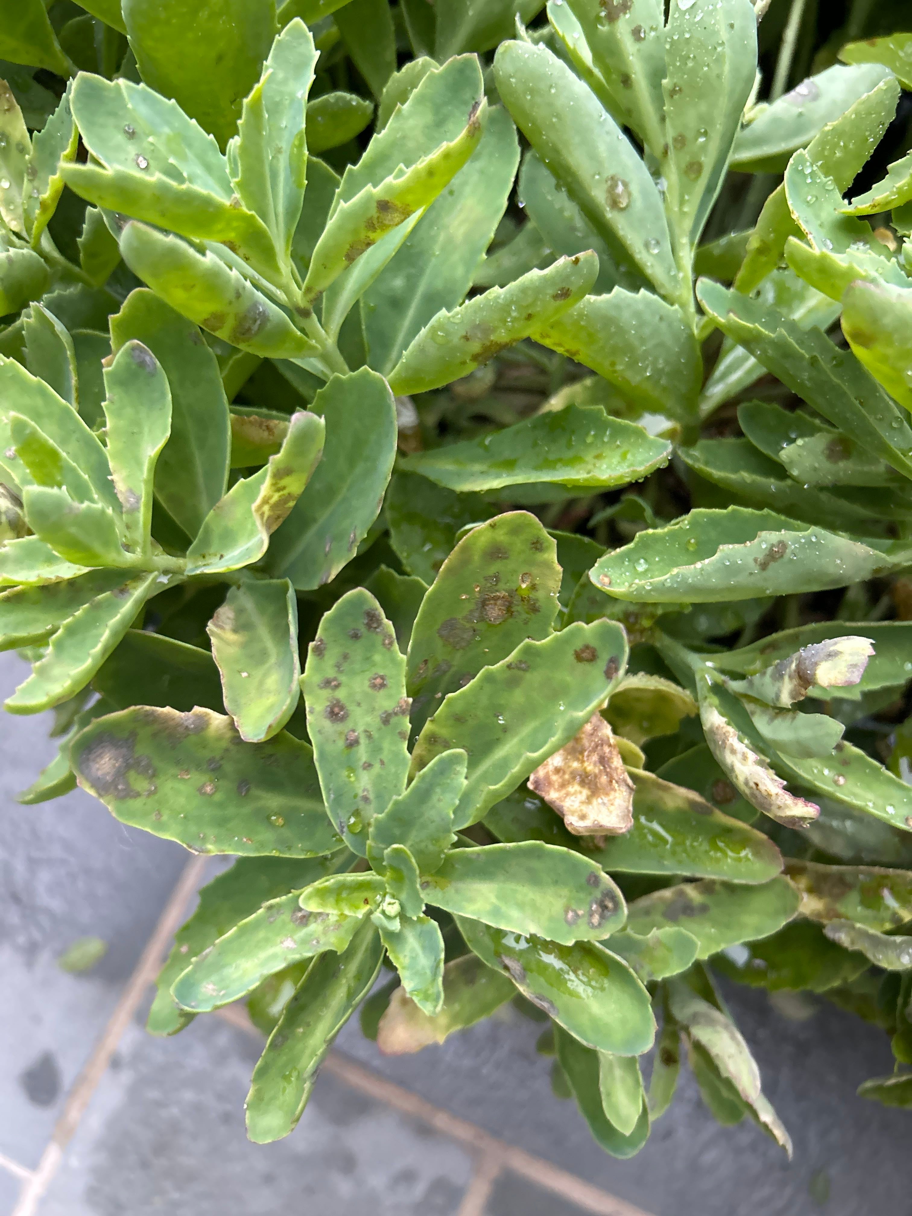 🤝 4 Best Companion Plants for Ice Plant