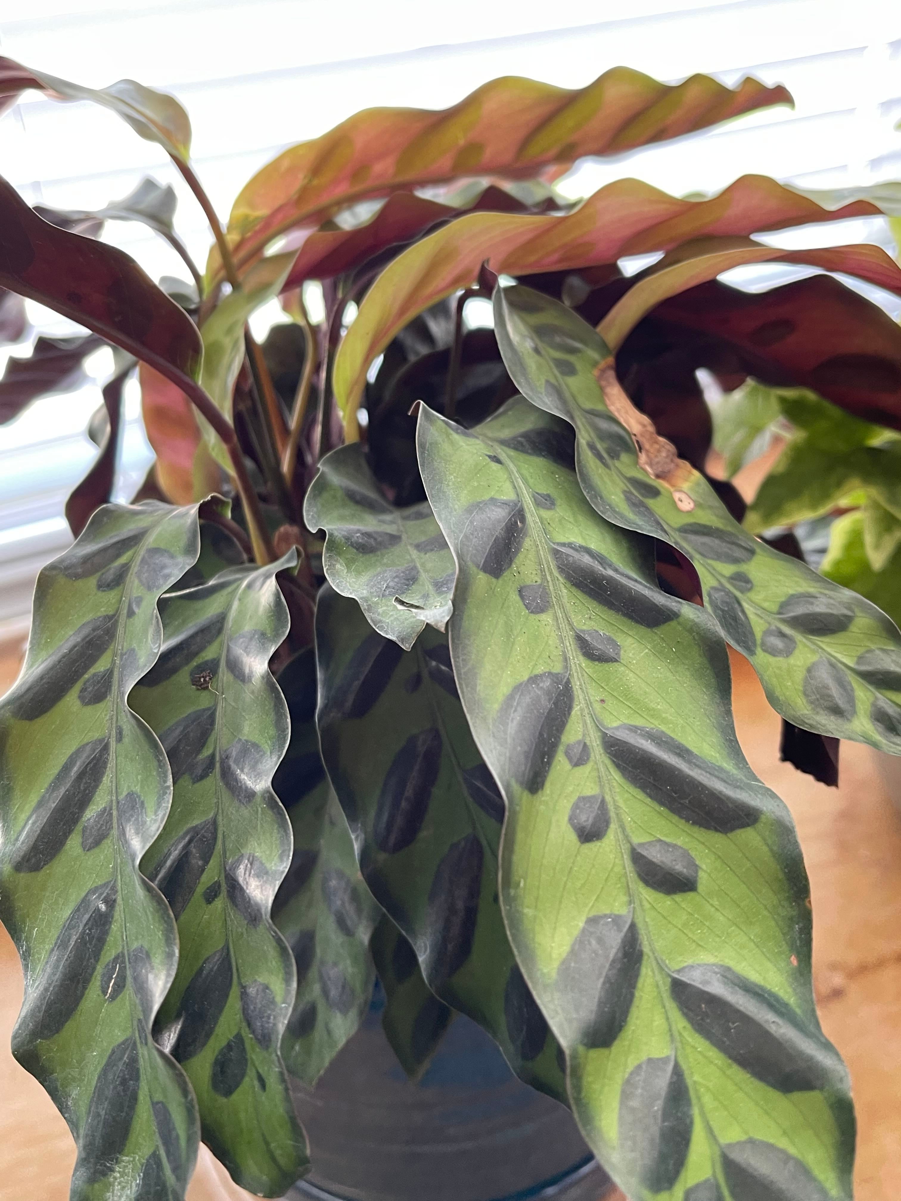Rattlesnake Plant Plant Care: Water, Light, Nutrients | Greg App 🌱