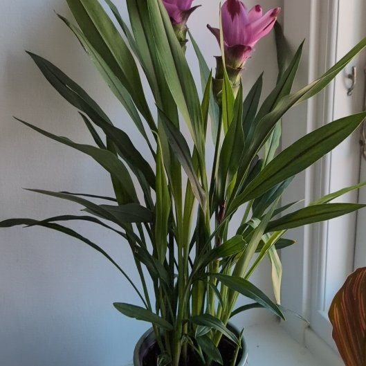 The Complete Siam Splash Tulip Plant Care Guide: Water, Light & Beyond