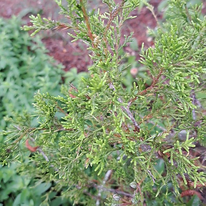 How to Care for Atlantic White Cedar: Mastering Water, Sunlight & More