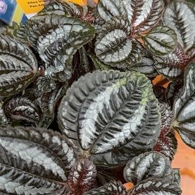 Exotic Angel Plant Care: Water, Light, Nutrients | Greg App 🌱