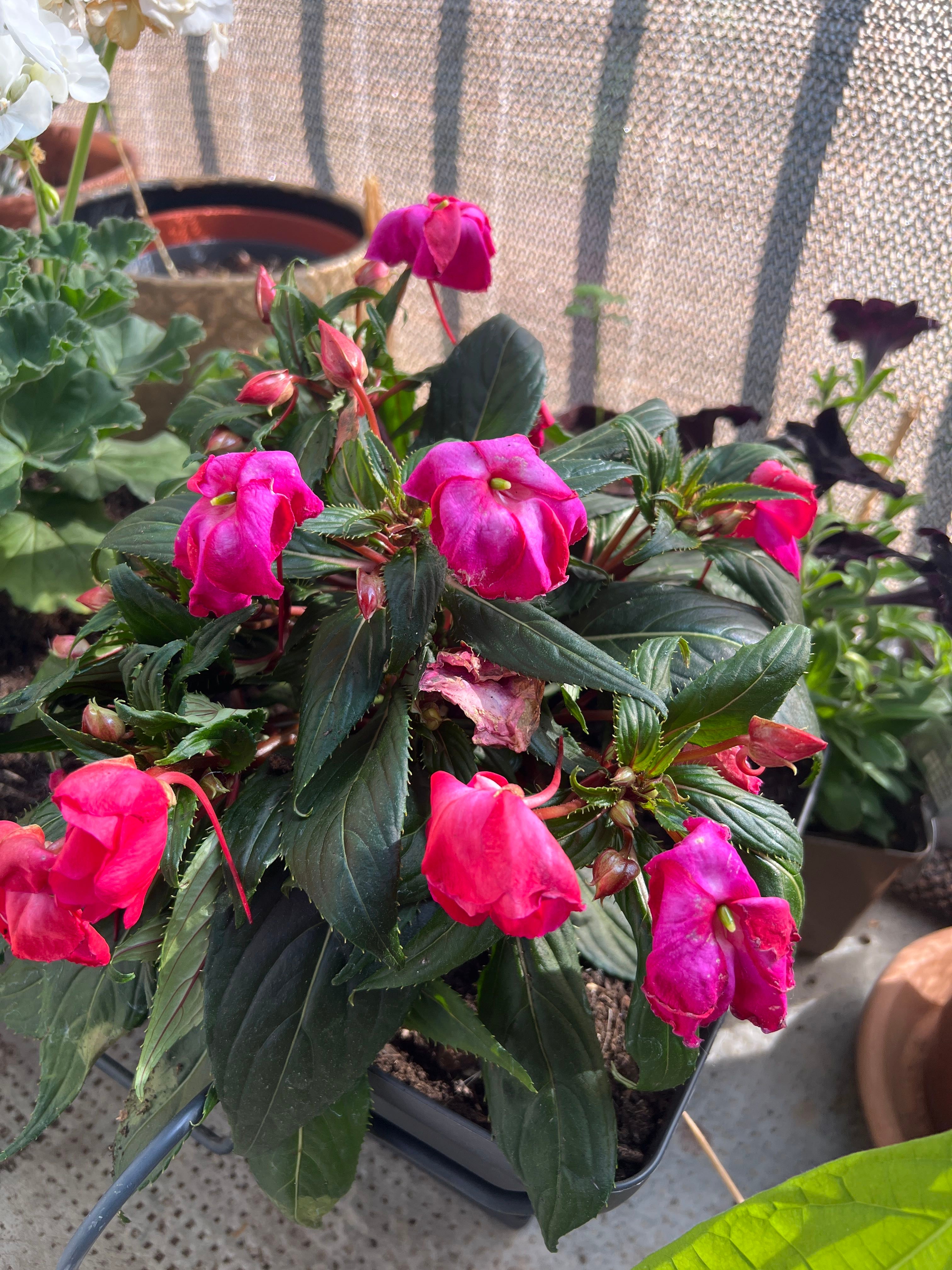 What You Should Know About Giant Flowered Impatiens 🌸