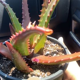 Starfish Aloe Plant Care: Water, Light, Nutrients | Greg App 🌱