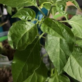 Aristotle | A plant by @SaviorKippernut on Greg