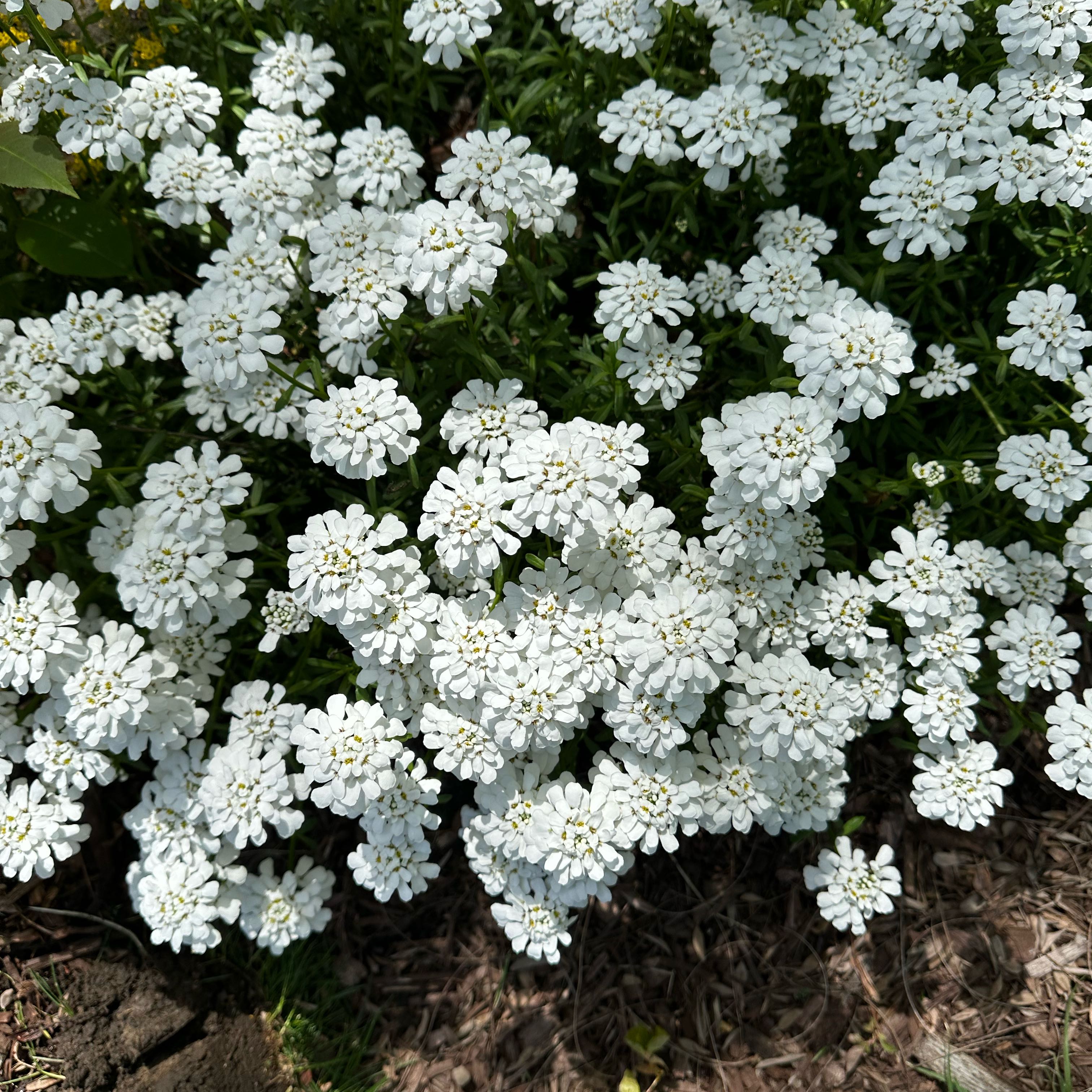 When and Where Should I Trim My Evergreen Candytuft?