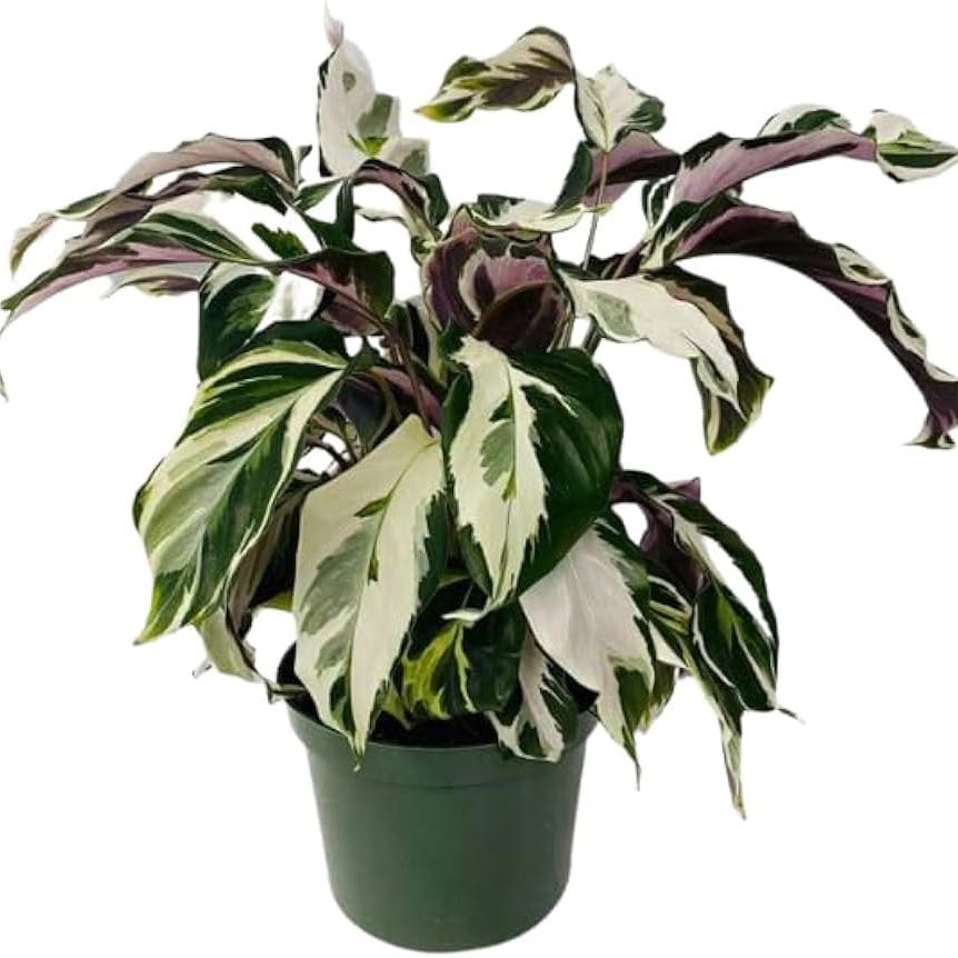 Calathea Stella Plant Care: Water, Light, Nutrients | Greg App 🌱