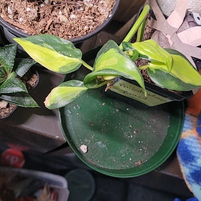 Tree Diddy | A plant by @RegalCordmoss on Greg