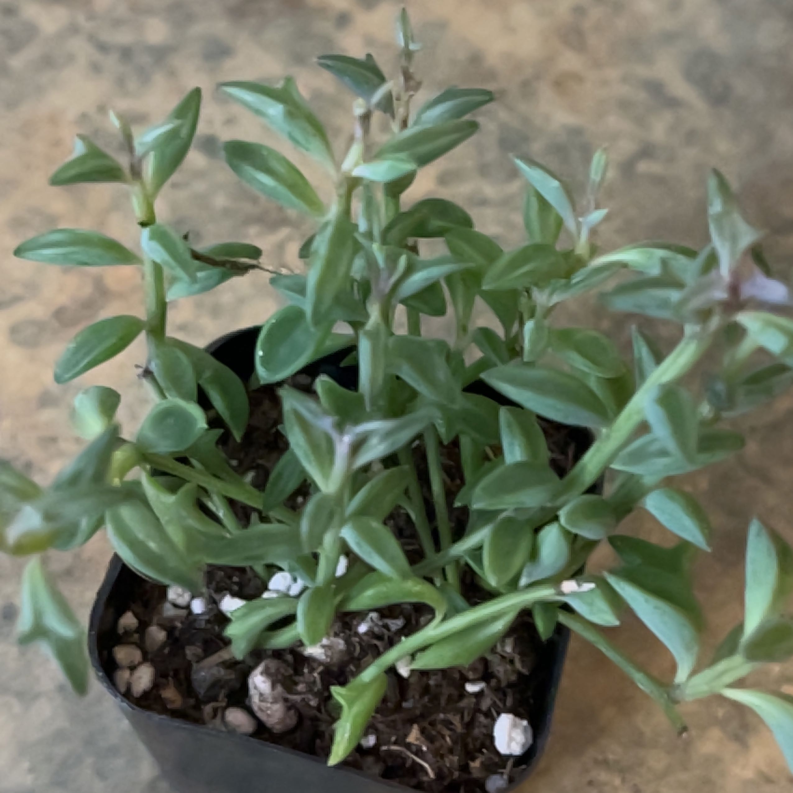 Emerson | A plant by @DeftBrushcherry on Greg