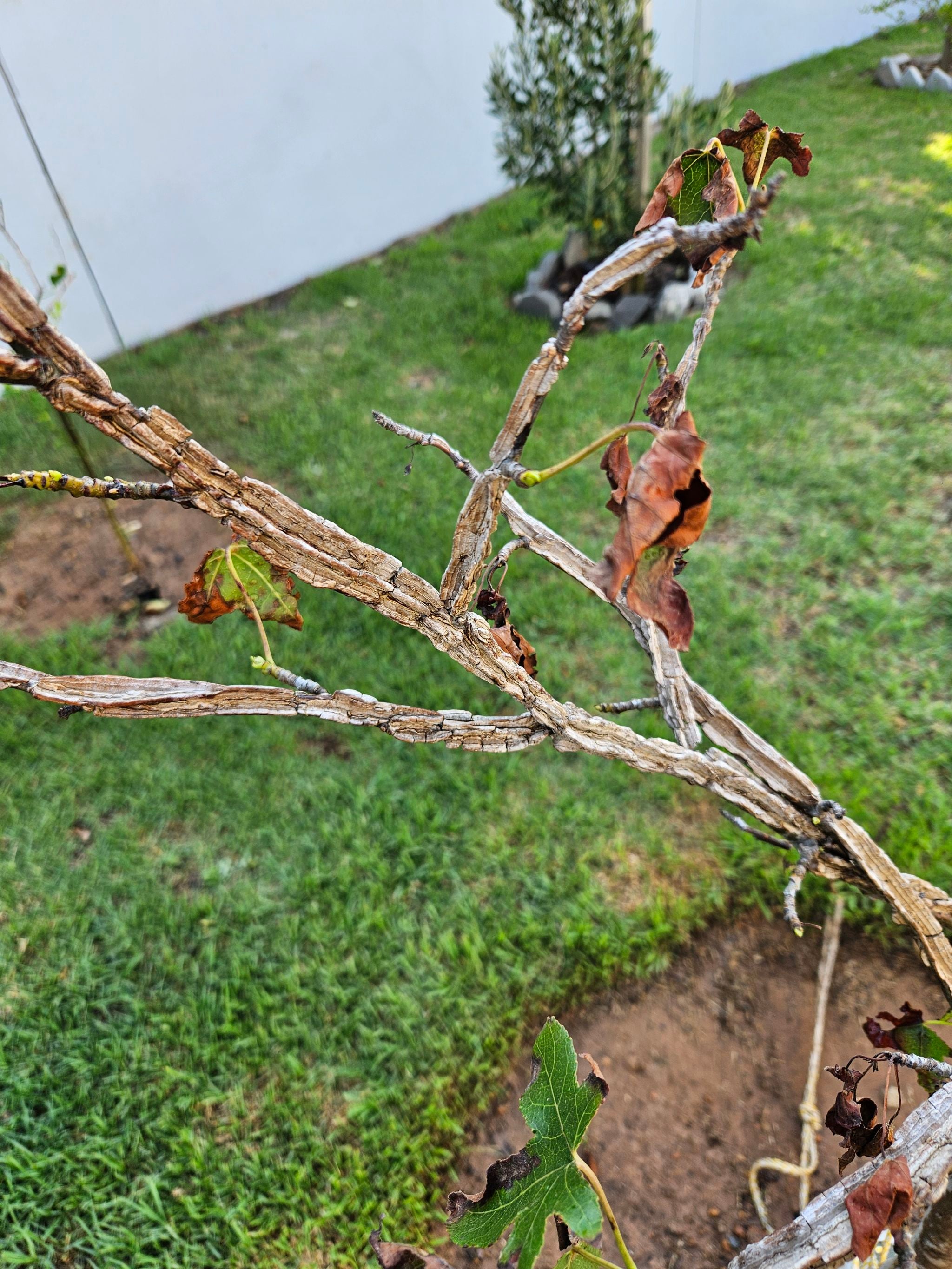 5 Facts About Sweet Gum Tree Lifecycle 🍁