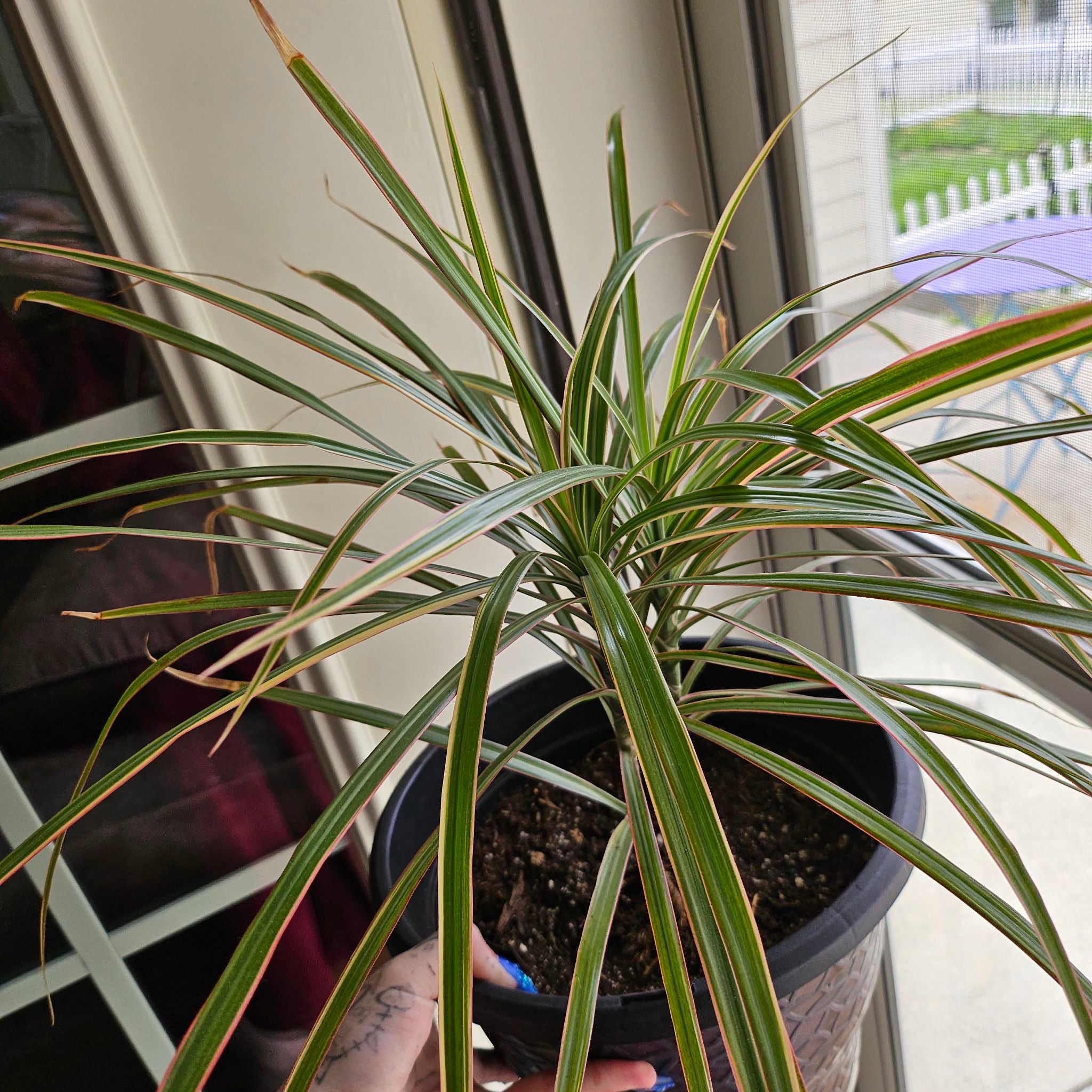 Rainbow Tree Plant Care: Water, Light, Nutrients | Greg App 🌱