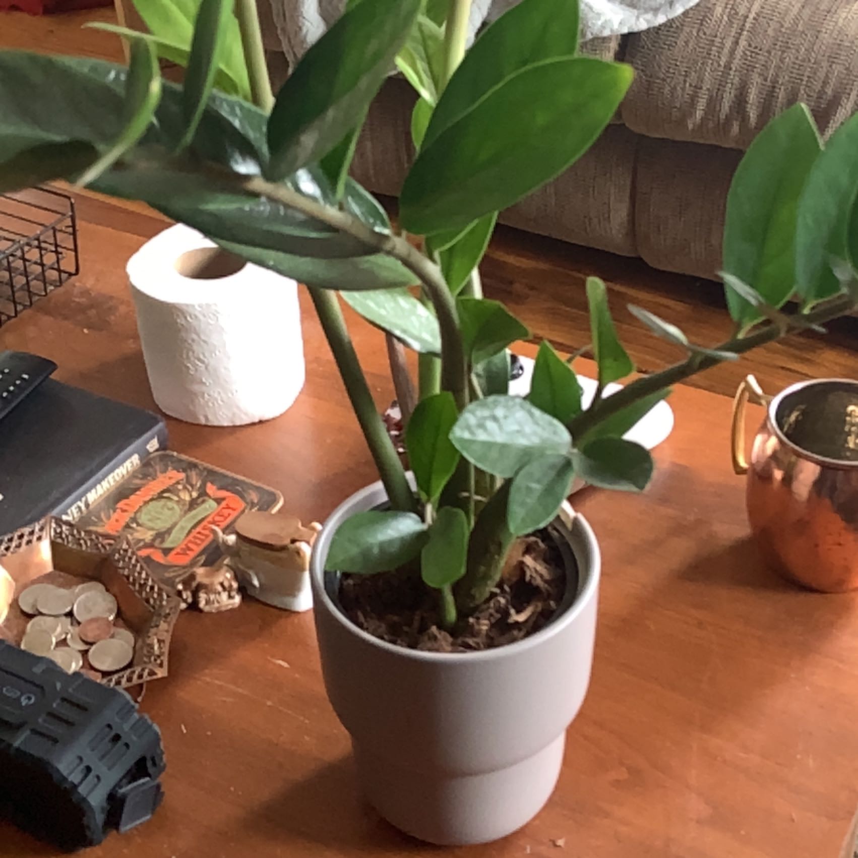 Captain Plant-it | A plant by @CivilWhiterose on Greg