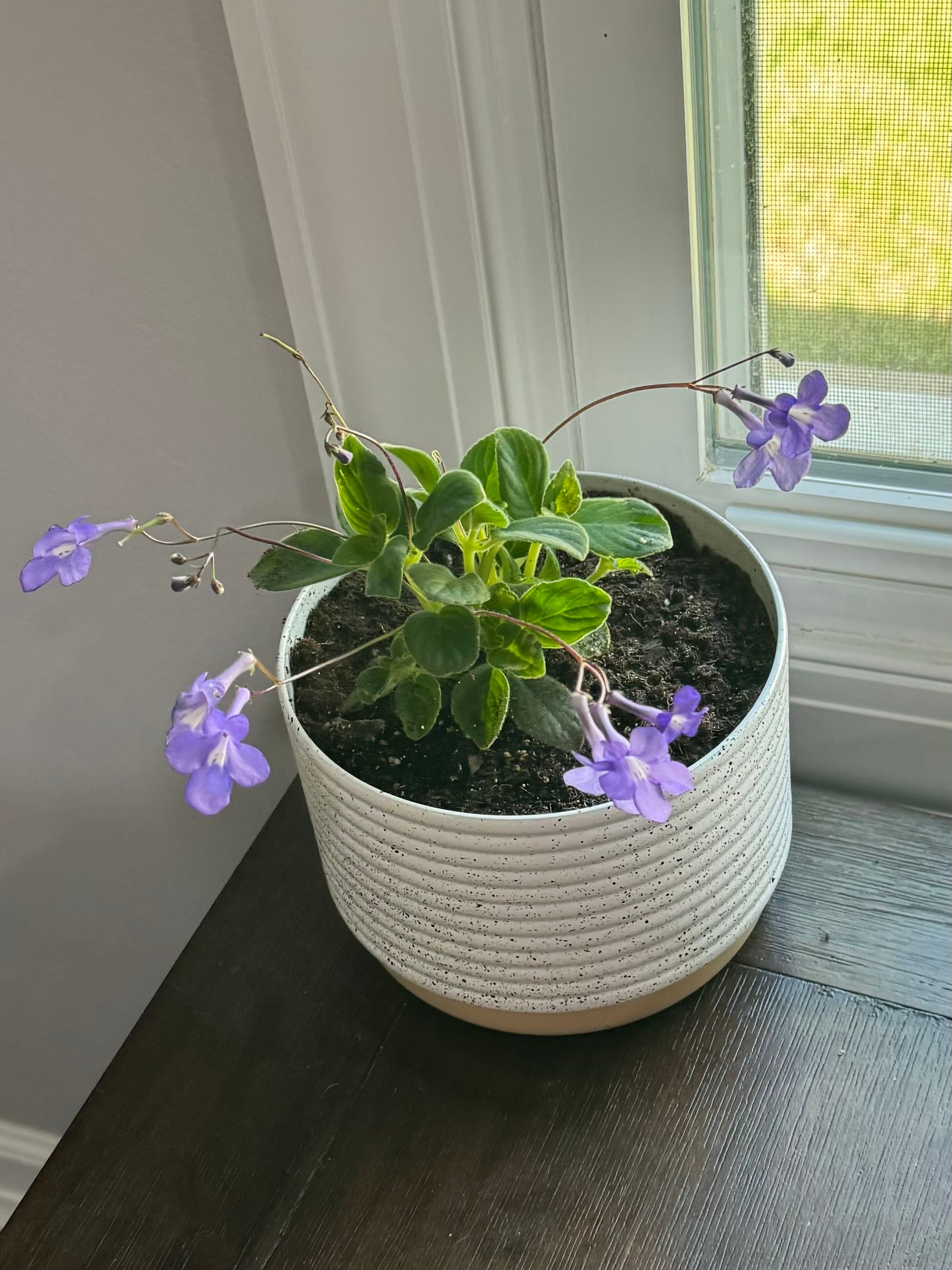 Streptocarpus 'Pretty Turtle' Care 101: Water, Light & Growing Tips