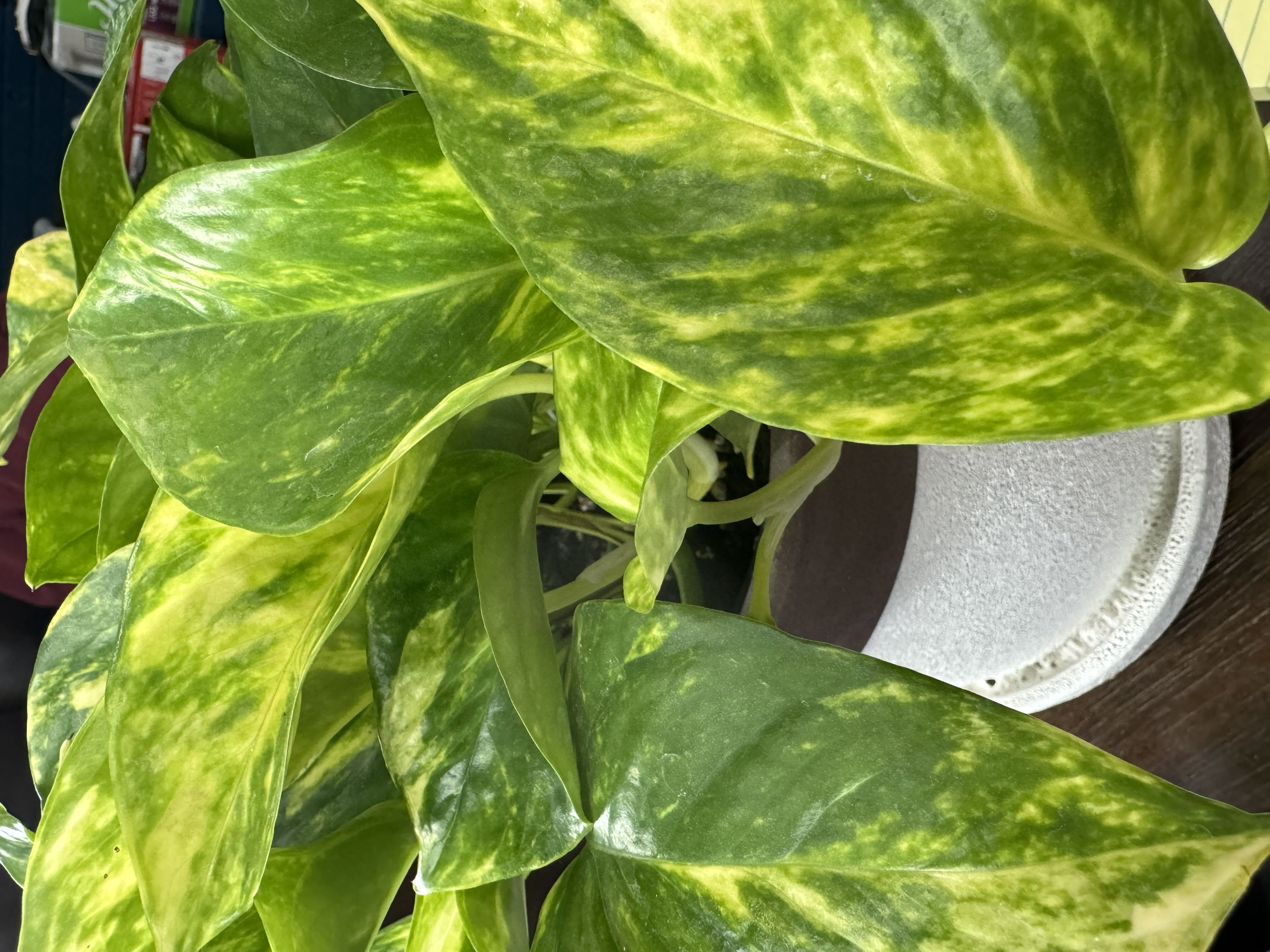 Keep Your Golden Pothos Alive: Light, Water & Care Instructions