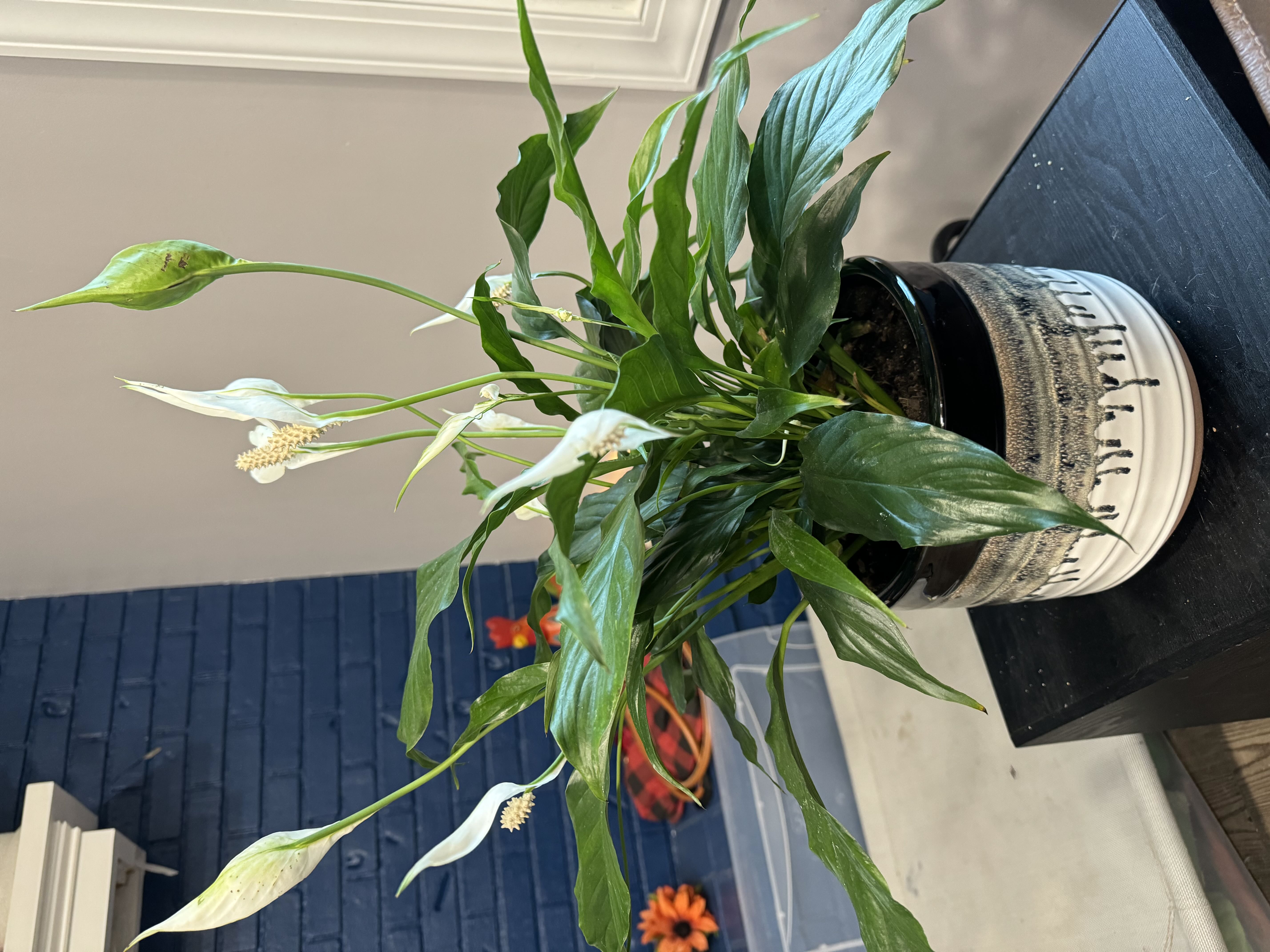 The Complete Peace Lily Plant Care Guide: Water, Light & Beyond