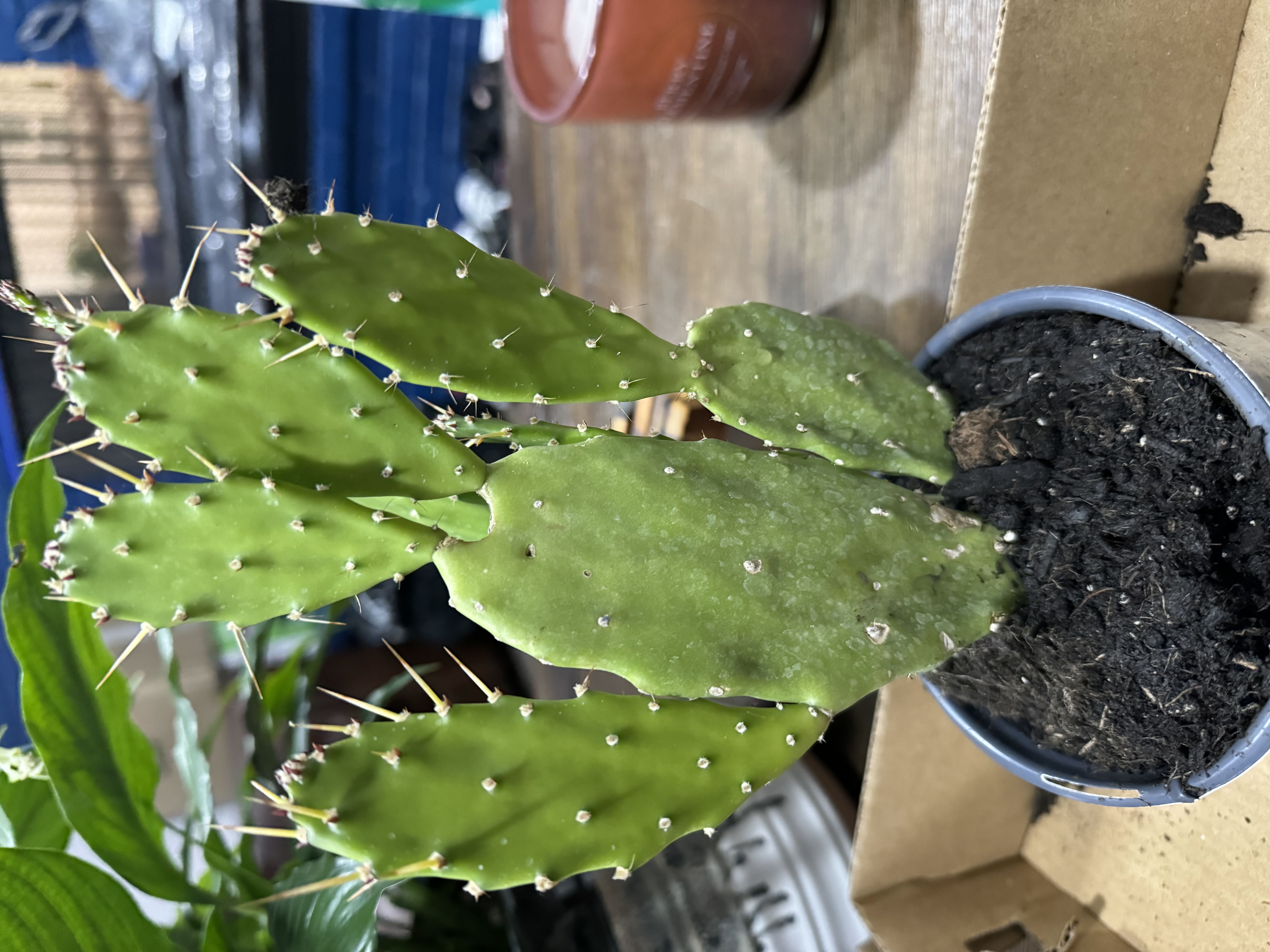 The Complete Opuntia 'Goblin' Plant Care Guide: Water, Light & Beyond