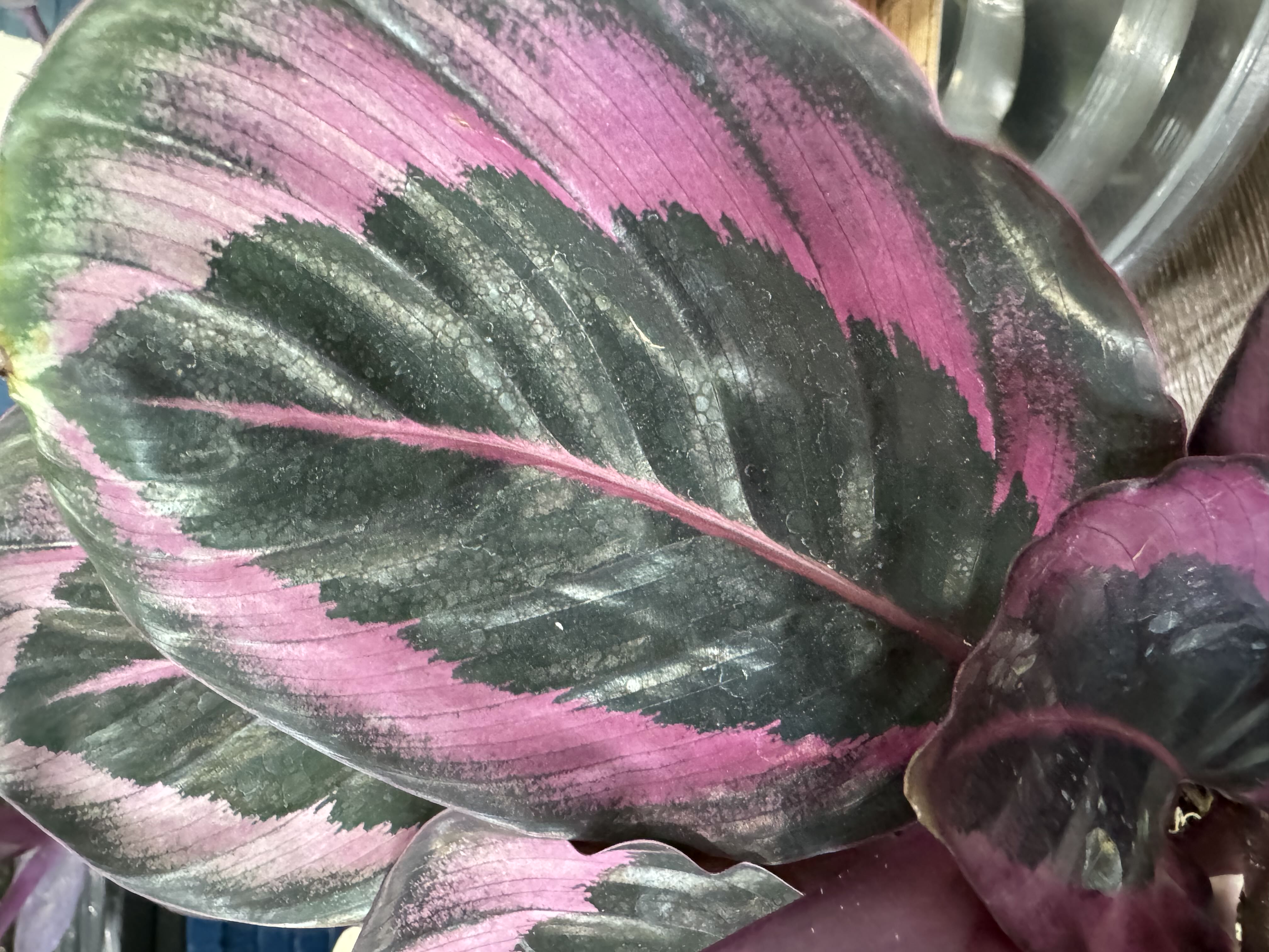 Rose Calathea Plant Care: Water, Light, Nutrients | Greg App 🌱