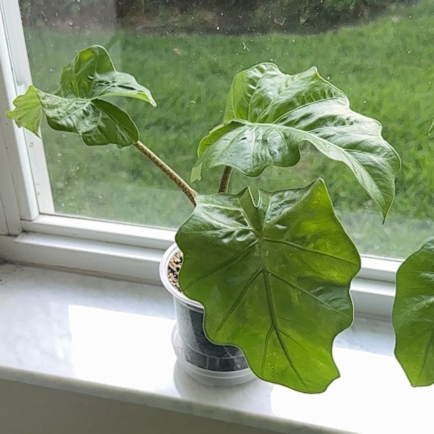 Why Are There Brown Spots on My Alocasia 'Low Rider'?