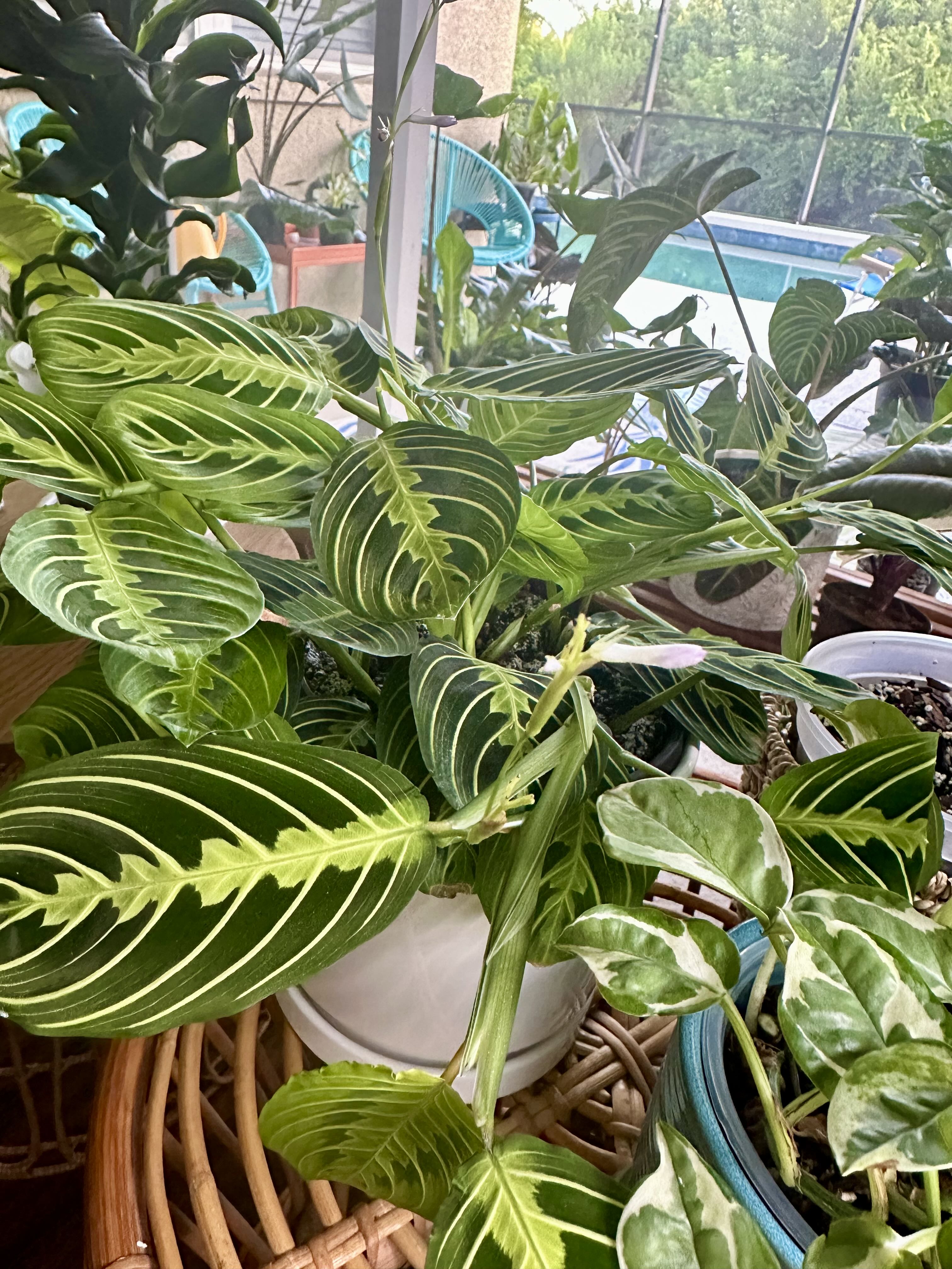 Lemon Lime Prayer Plant Care 101: Water, Light & Growing Tips