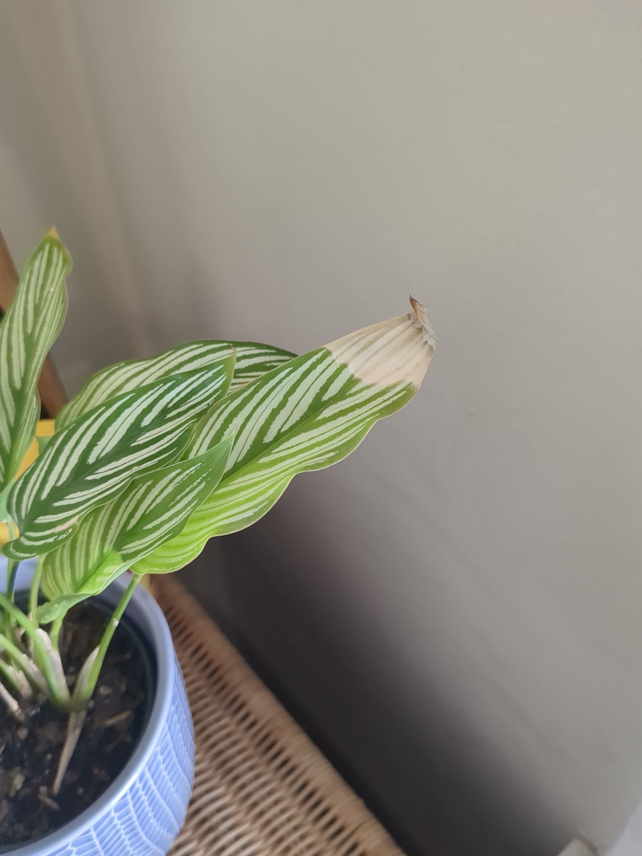 Black Spots on My Calathea picturata 'Argentea' Leaves
