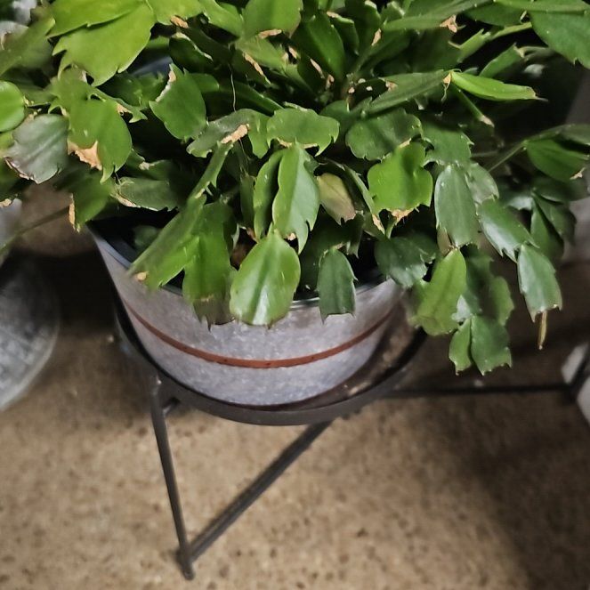 Dax | A plant by @GrandKippernut on Greg