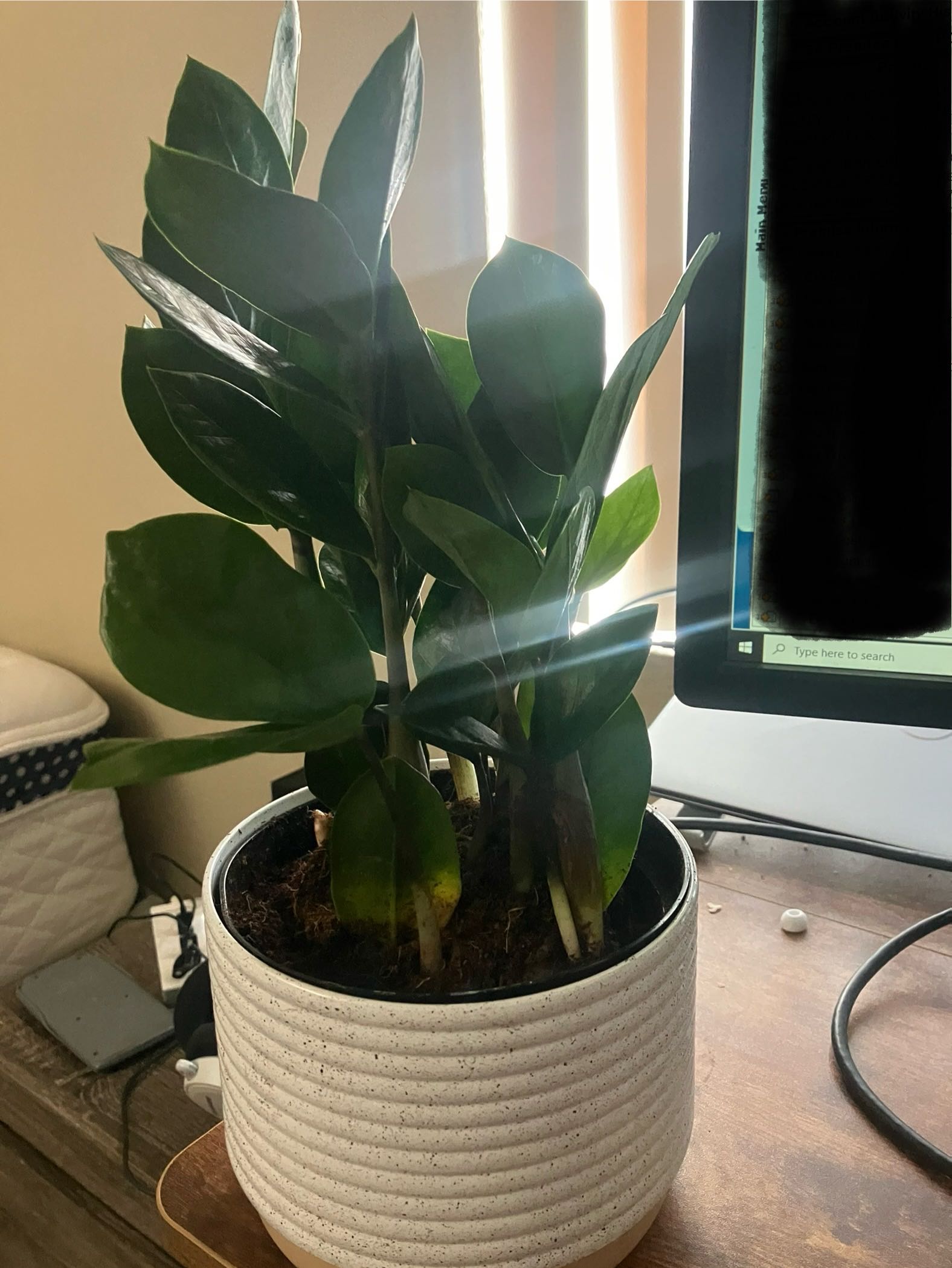 The Complete ZZ Plant Plant Care Guide: Water, Light & Beyond