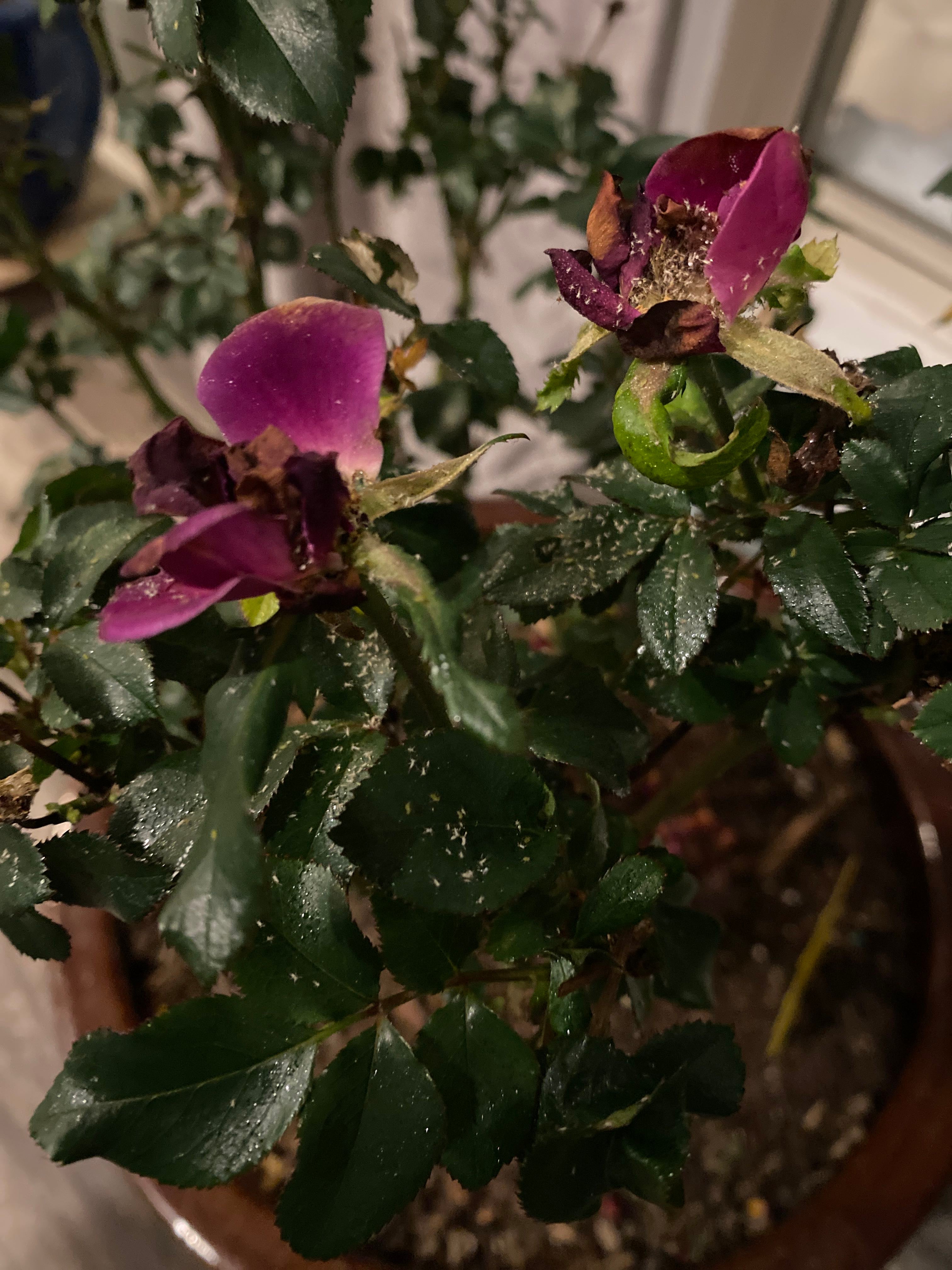 🌹 Key Milestones in Beautiful Rose Growth