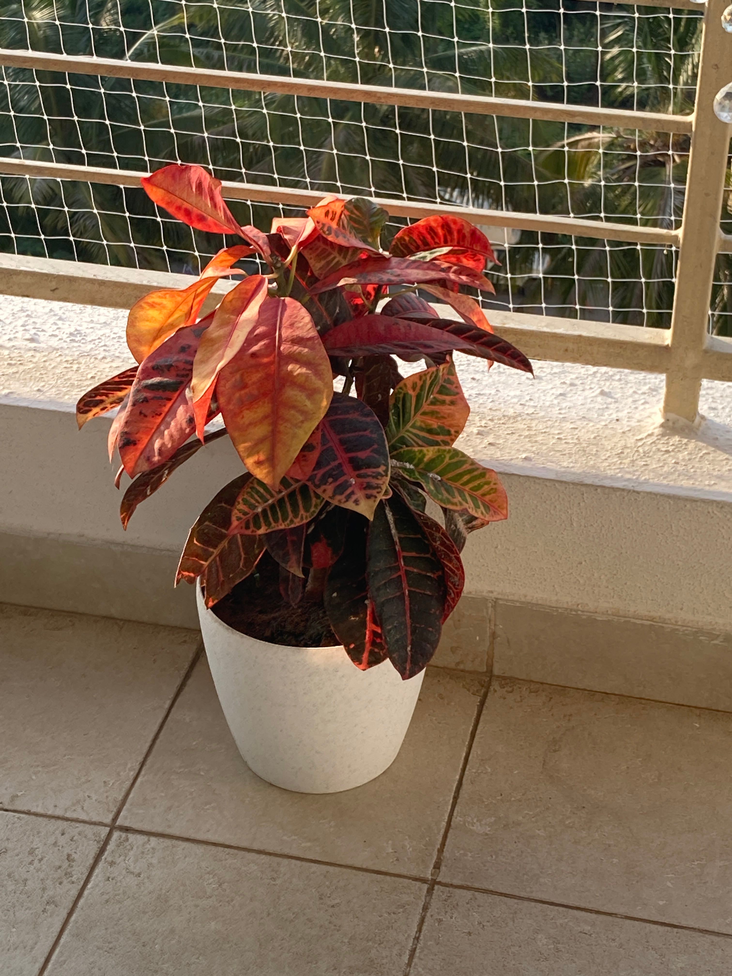 Why is my plant drooping? What is that white thing on the...