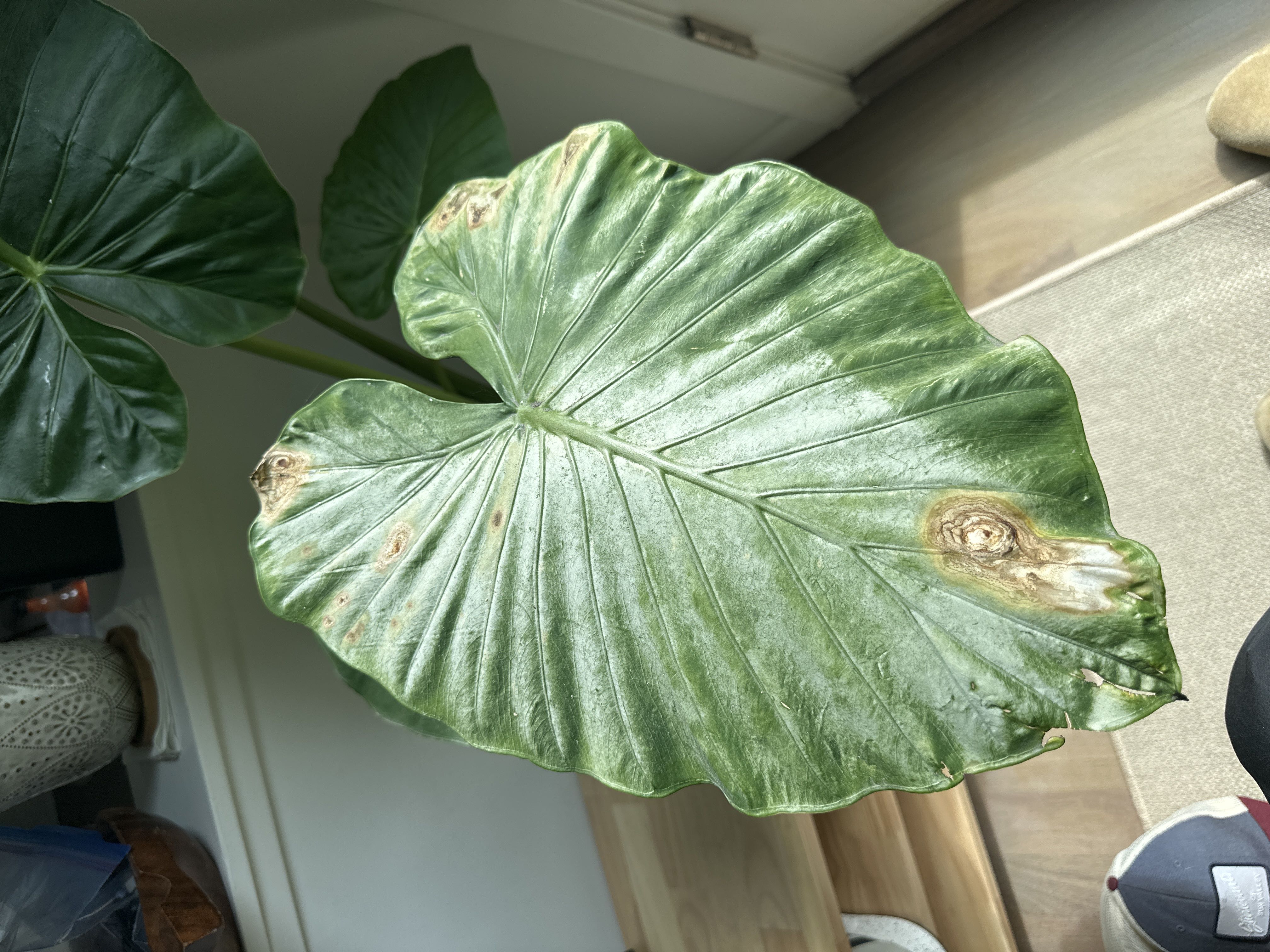 Giant Taro Plant Care: Water, Light, Nutrients | Greg App 🌱