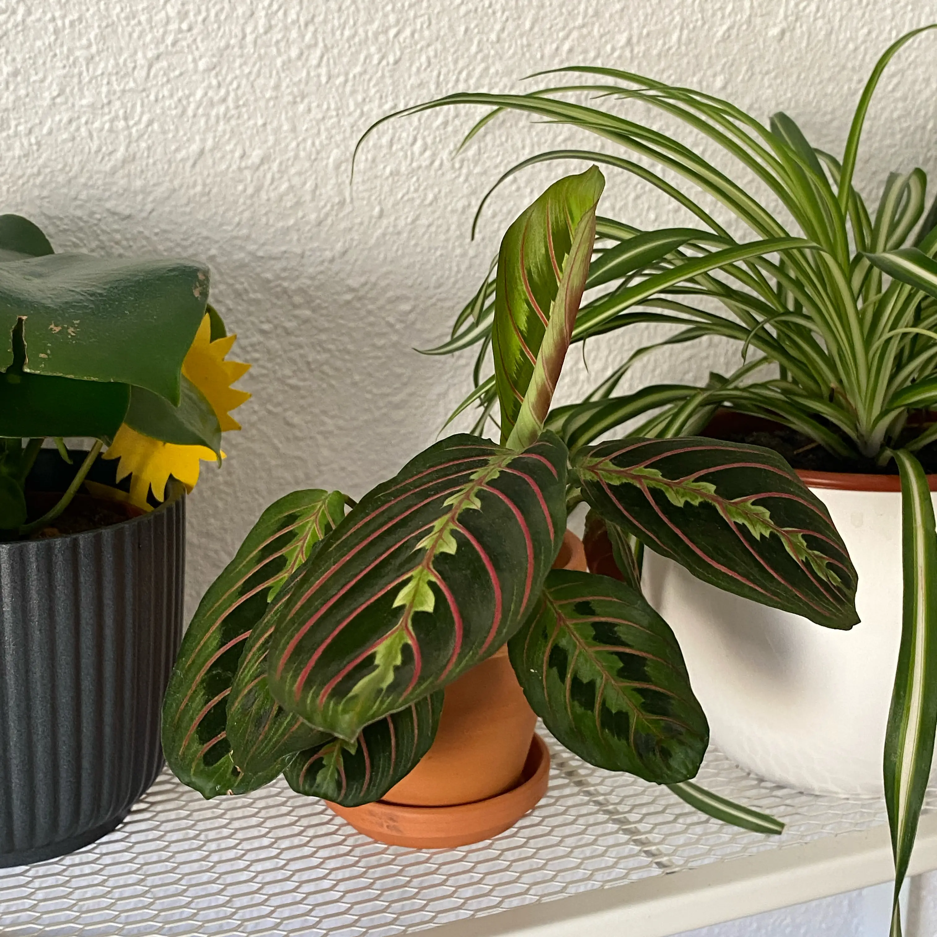 Chefler | A plant by @SharpLancefern on Greg