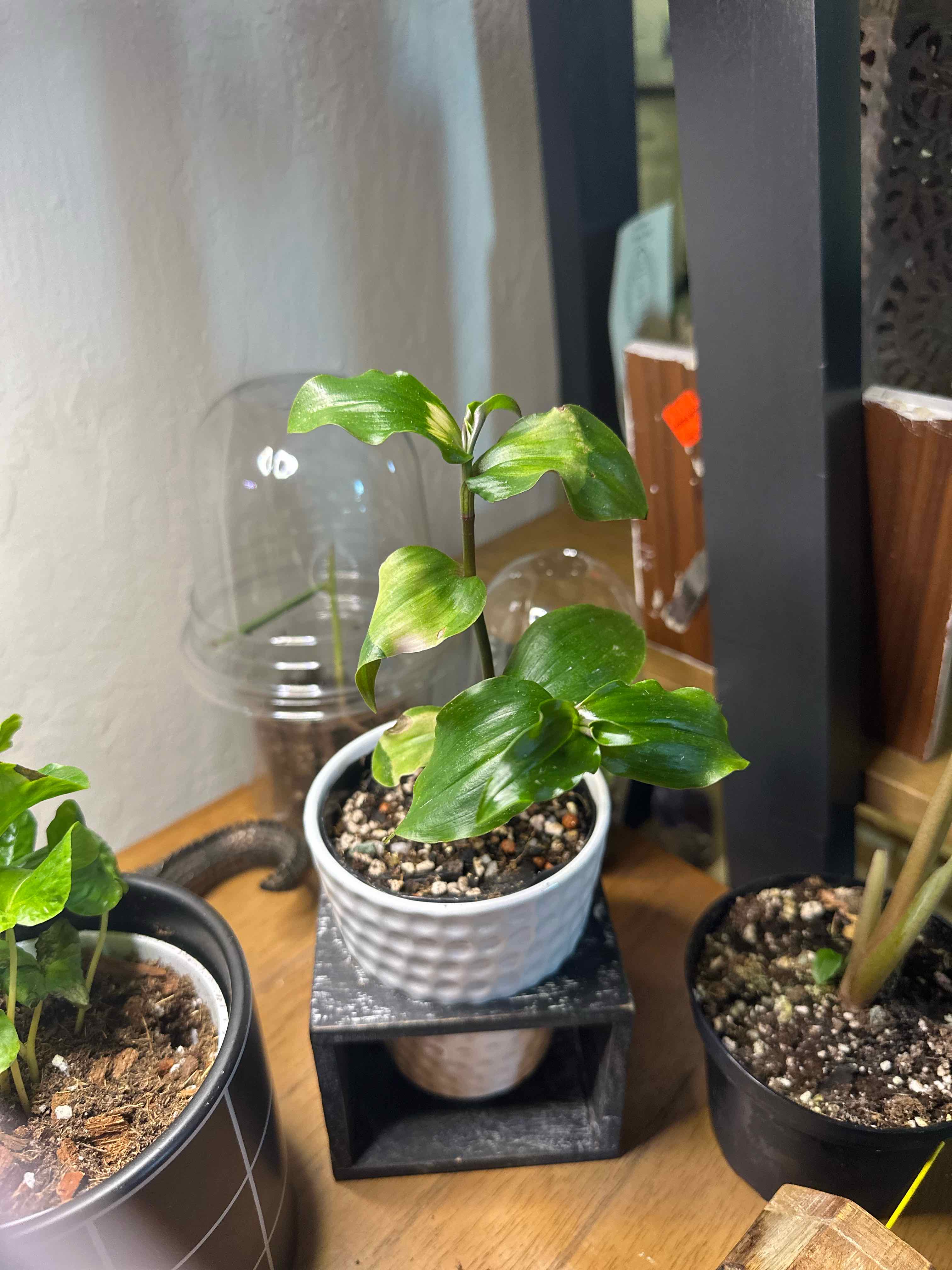 Black Spots on My Tradescantia Blushing Bride Leaves