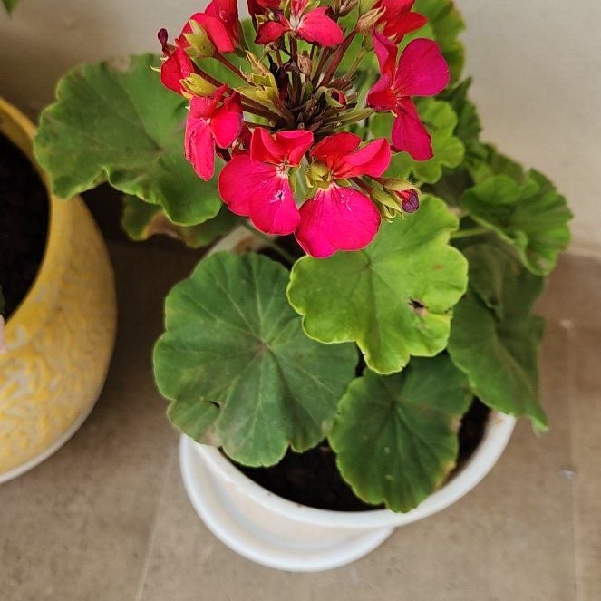 Gertin | A plant by @VocalNoni91 on Greg