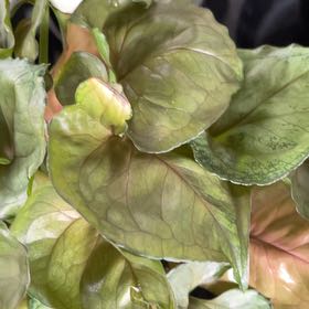 Tree Diddy | A plant by @ProfuseHautree on Greg