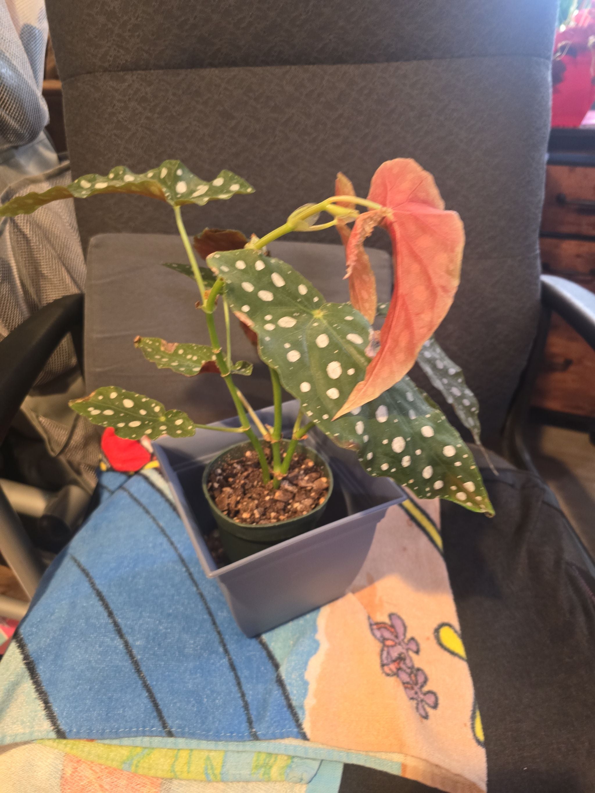 Begonia 'Waterfall Encanto Pink' Explained: Key Information 🌸