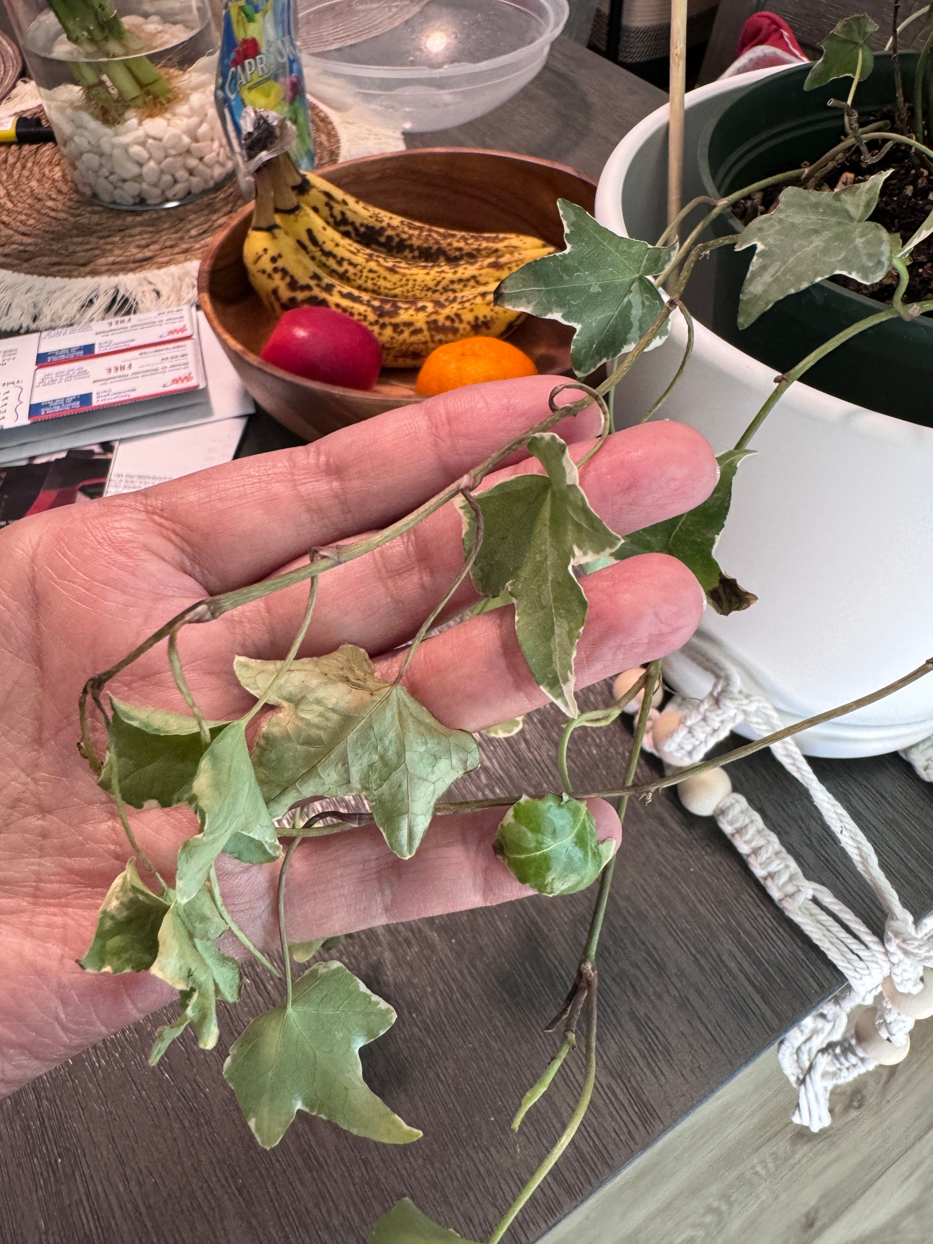 Curly Locks Ivy Plant Care: Water, Light, Nutrients | Greg App 🌱