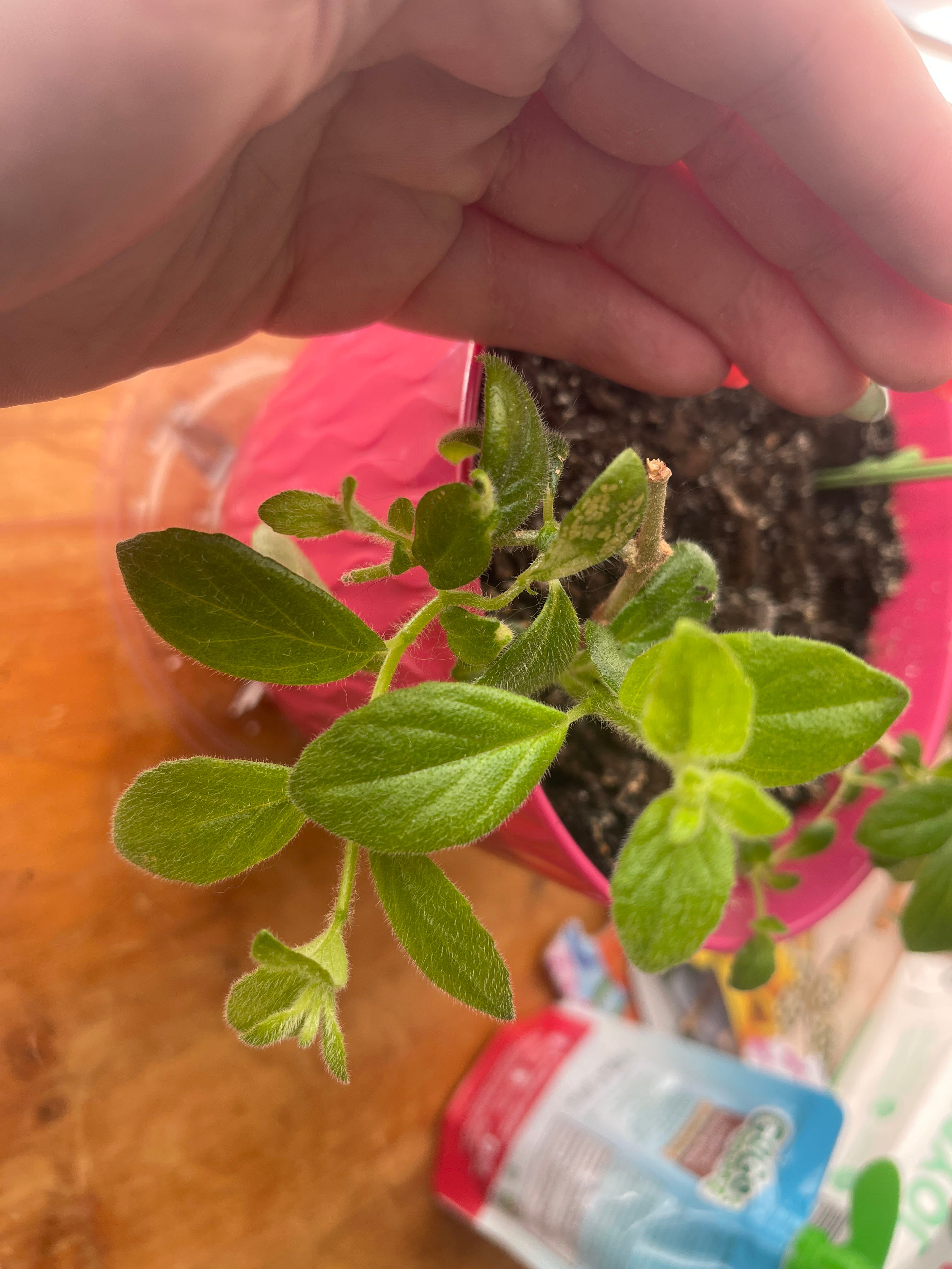 Keep Your Dancing Dolphin Alive: Light, Water & Care Instructions