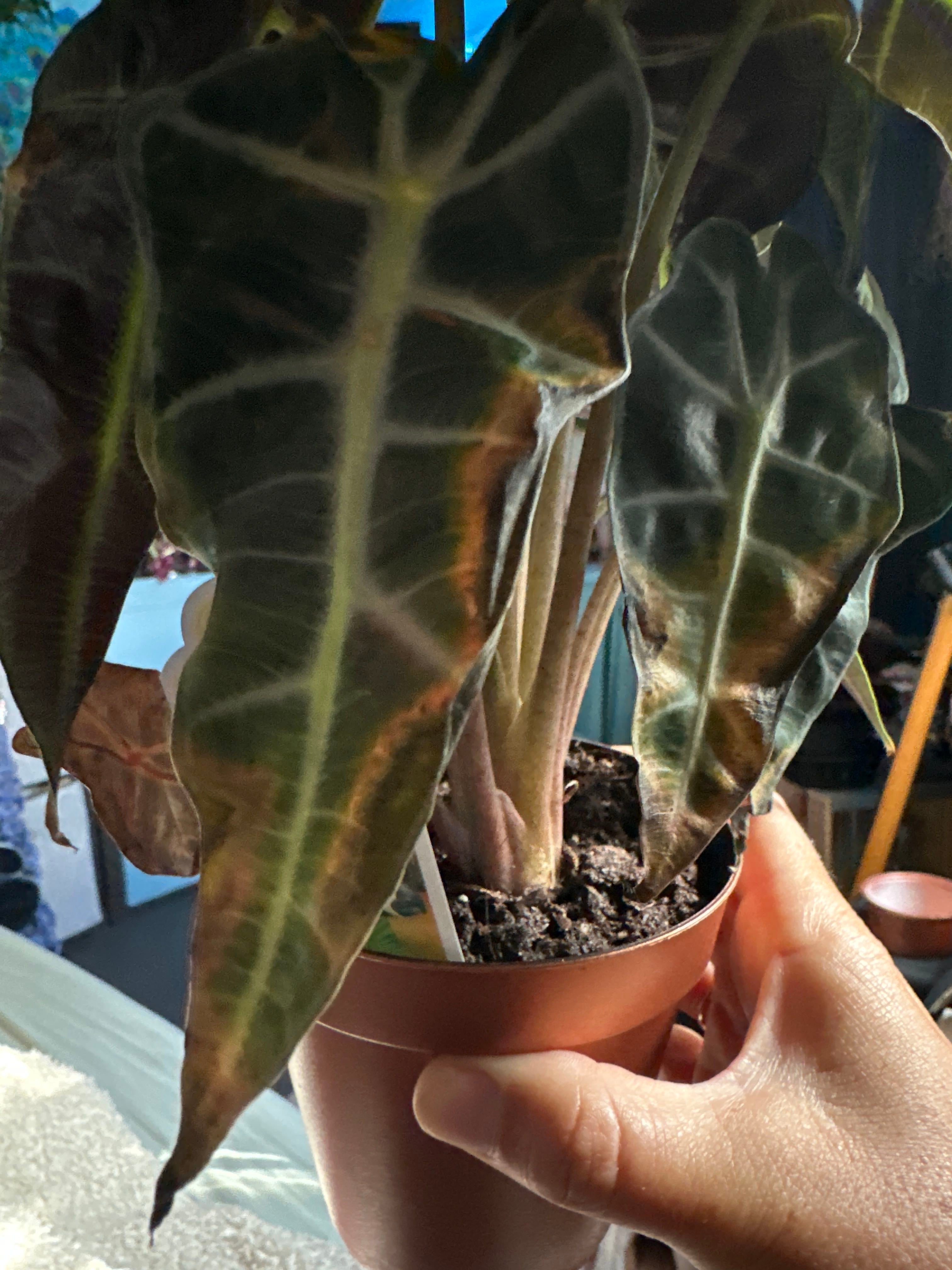 What Is The Best Way To Water an Alocasia Polly Plant?