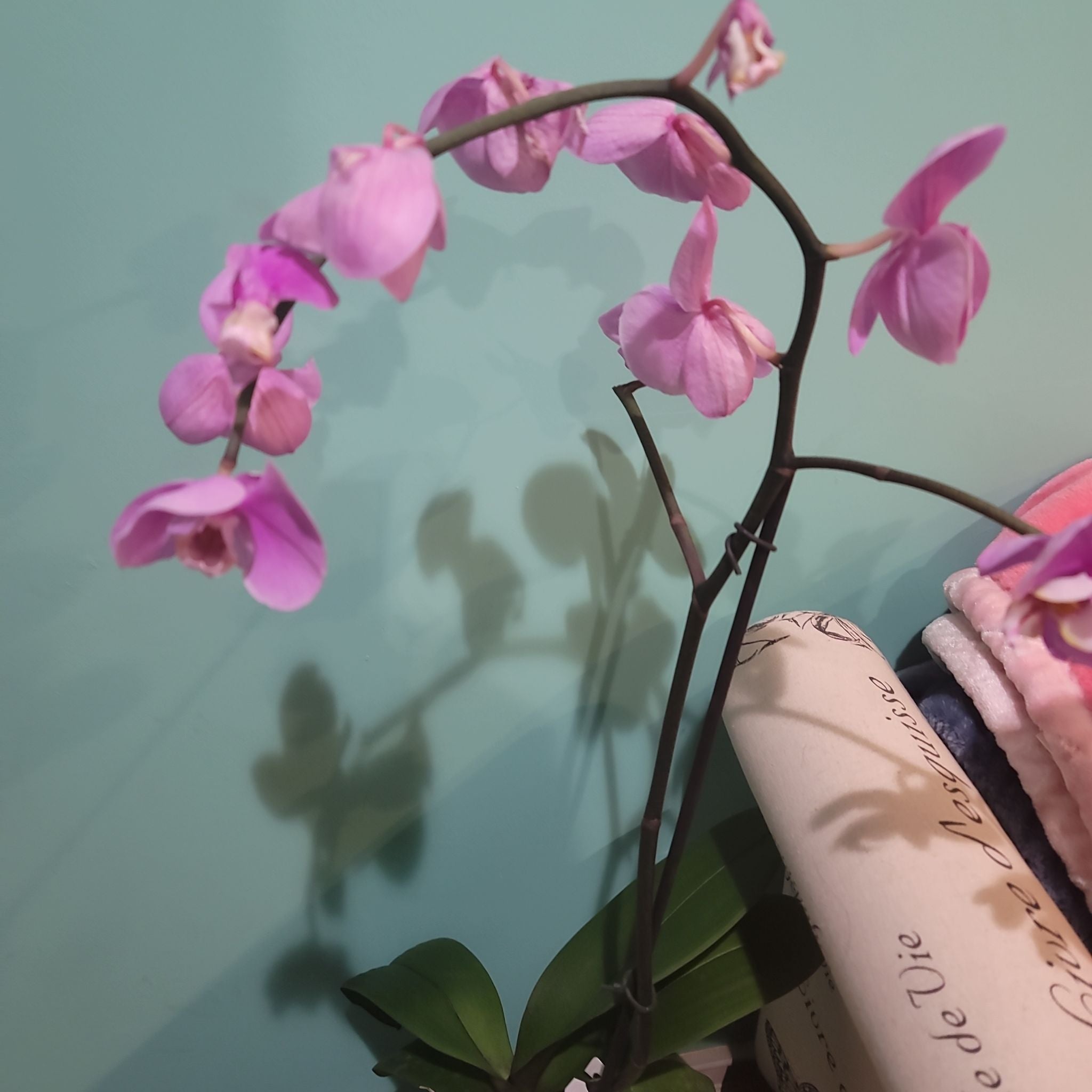 Bora | A plant by @PluckyGasplant on Greg