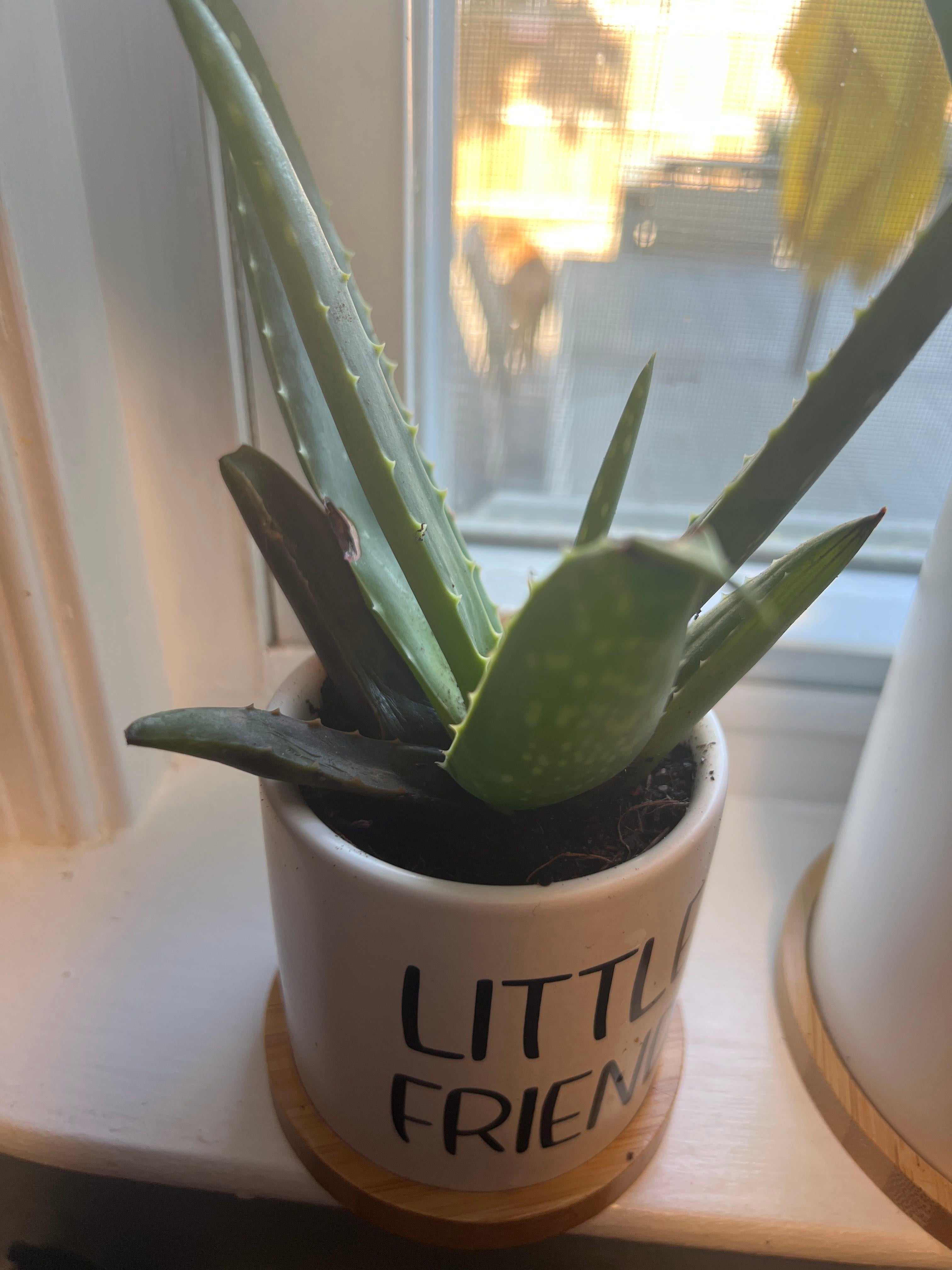 My poor little aloe plant is turning black and I don’t kn...