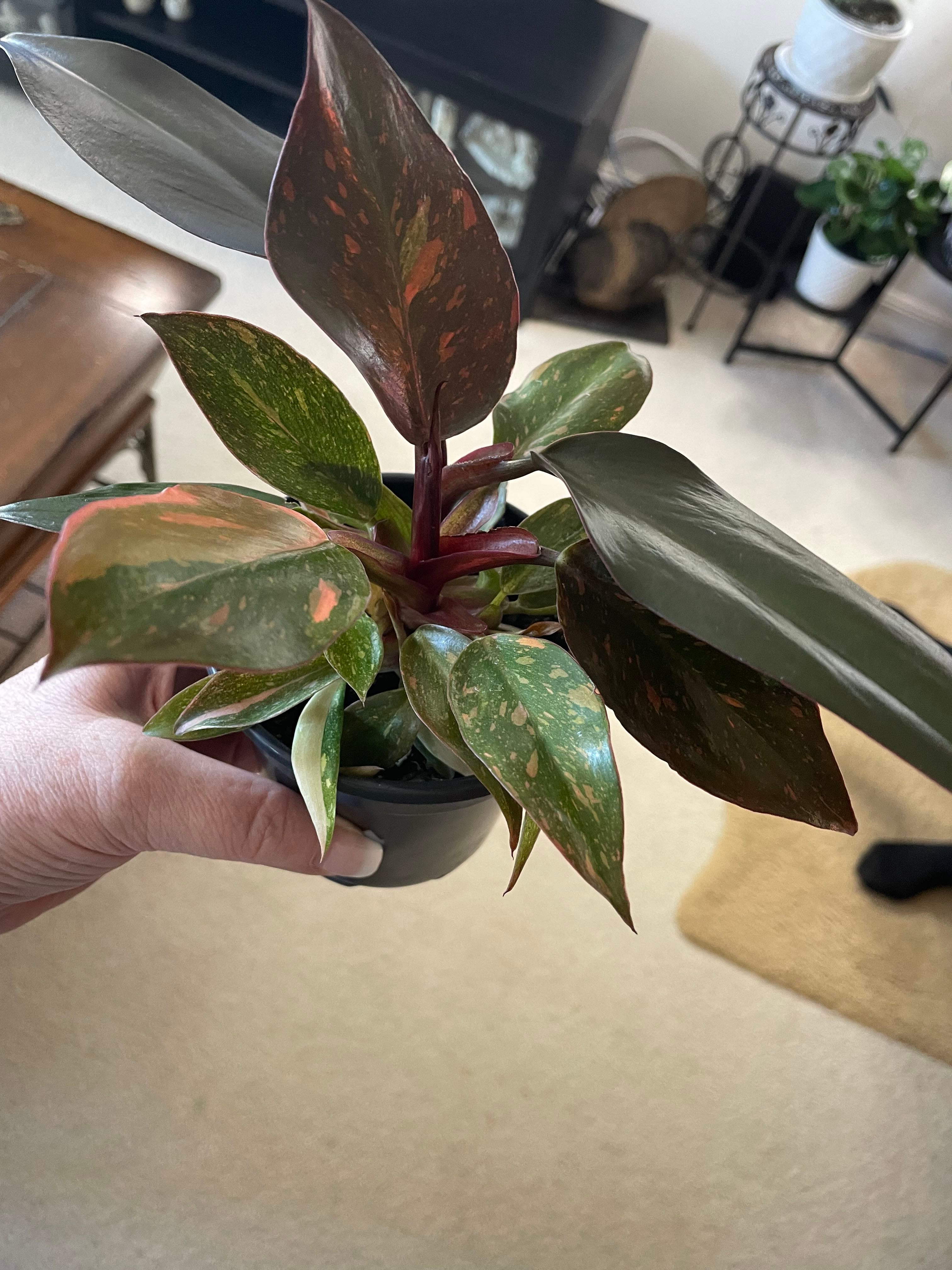 How to Care for Rudolph Philodendron: Mastering Water, Sunlight & More