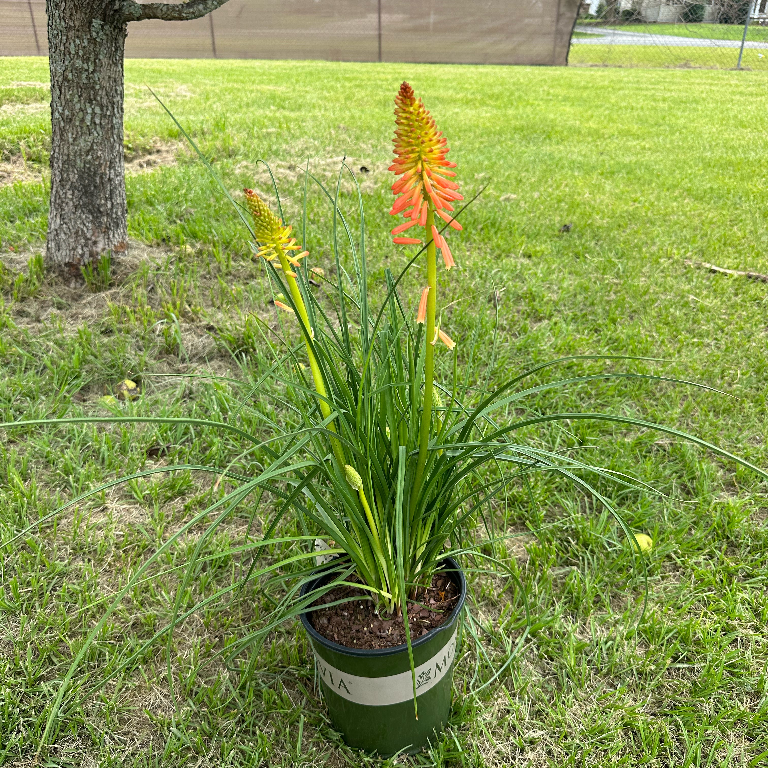Fertilizing My Red Hot Poker