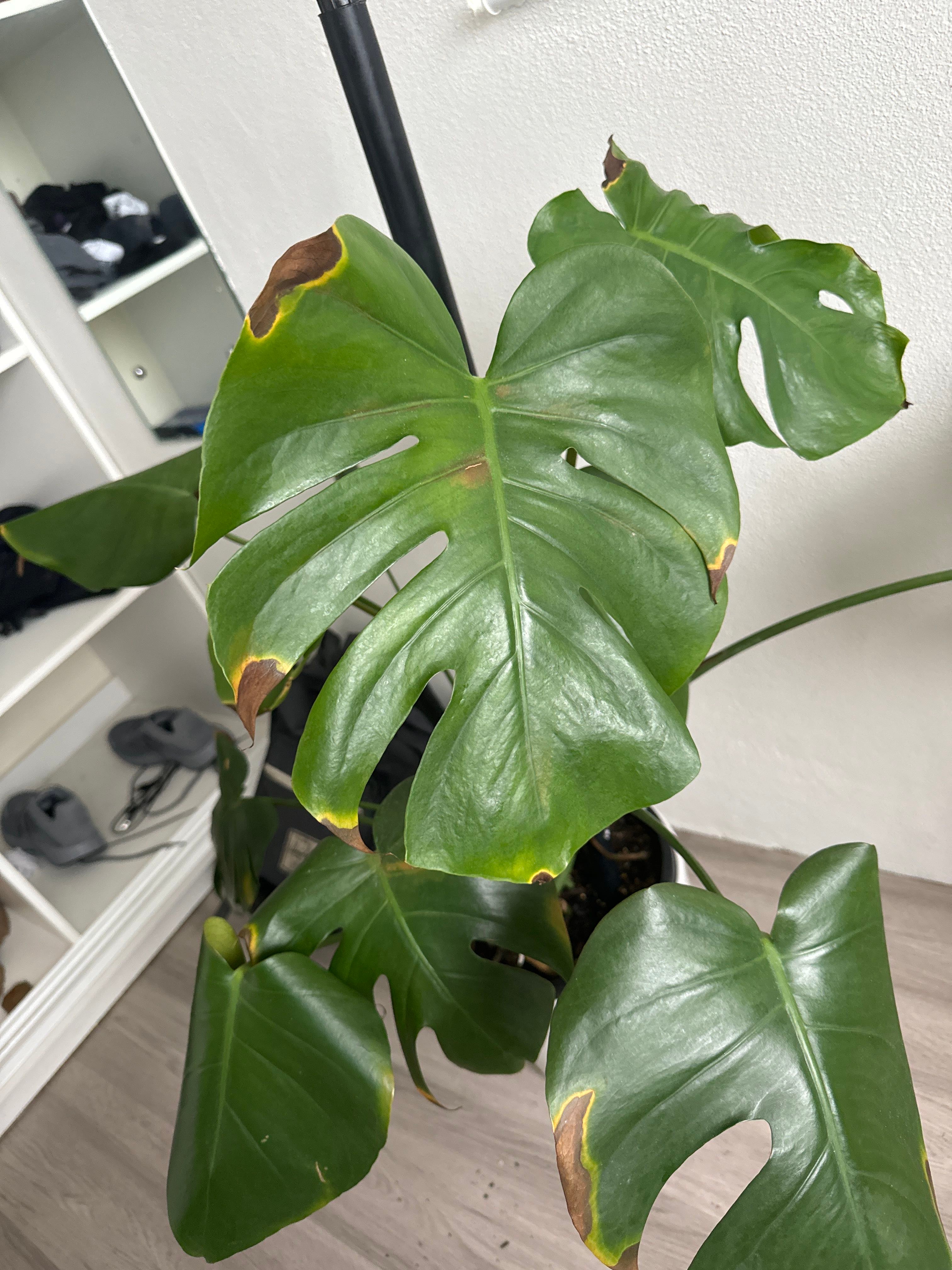 🐛 What To Do About Bugs on My Monstera 'El salvador'?