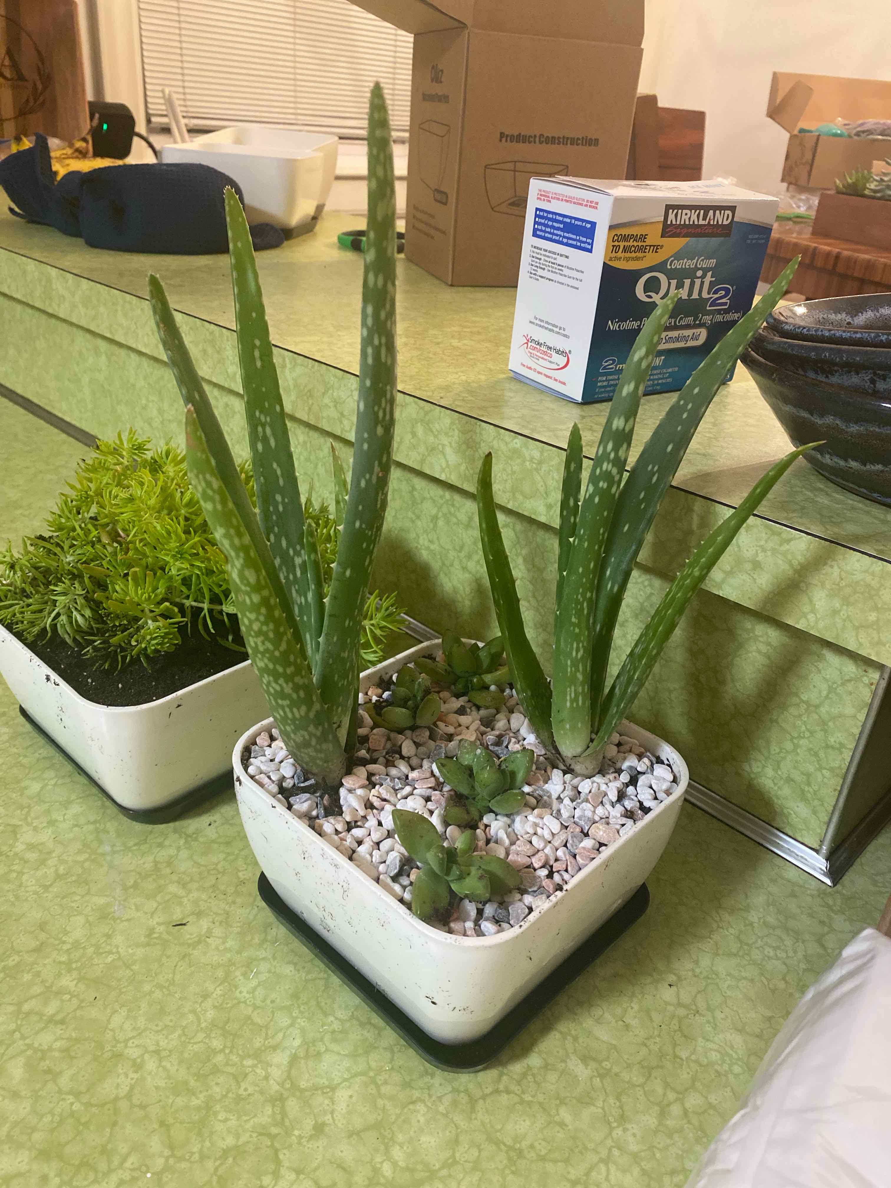 Captain Plant-it | A plant by @GrowingMaylily on Greg