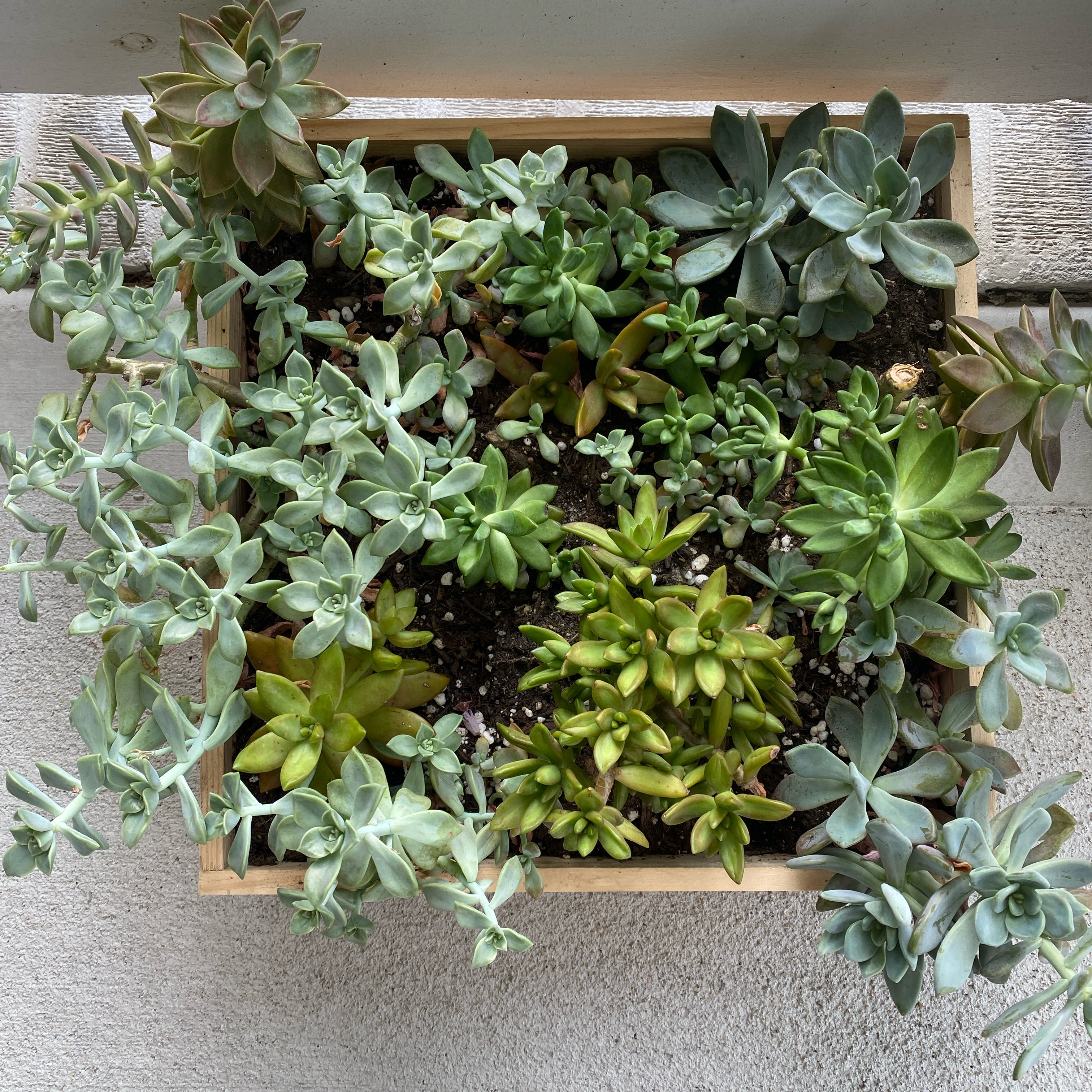 Captain Plant-it | A plant by @GrowingMaylily on Greg