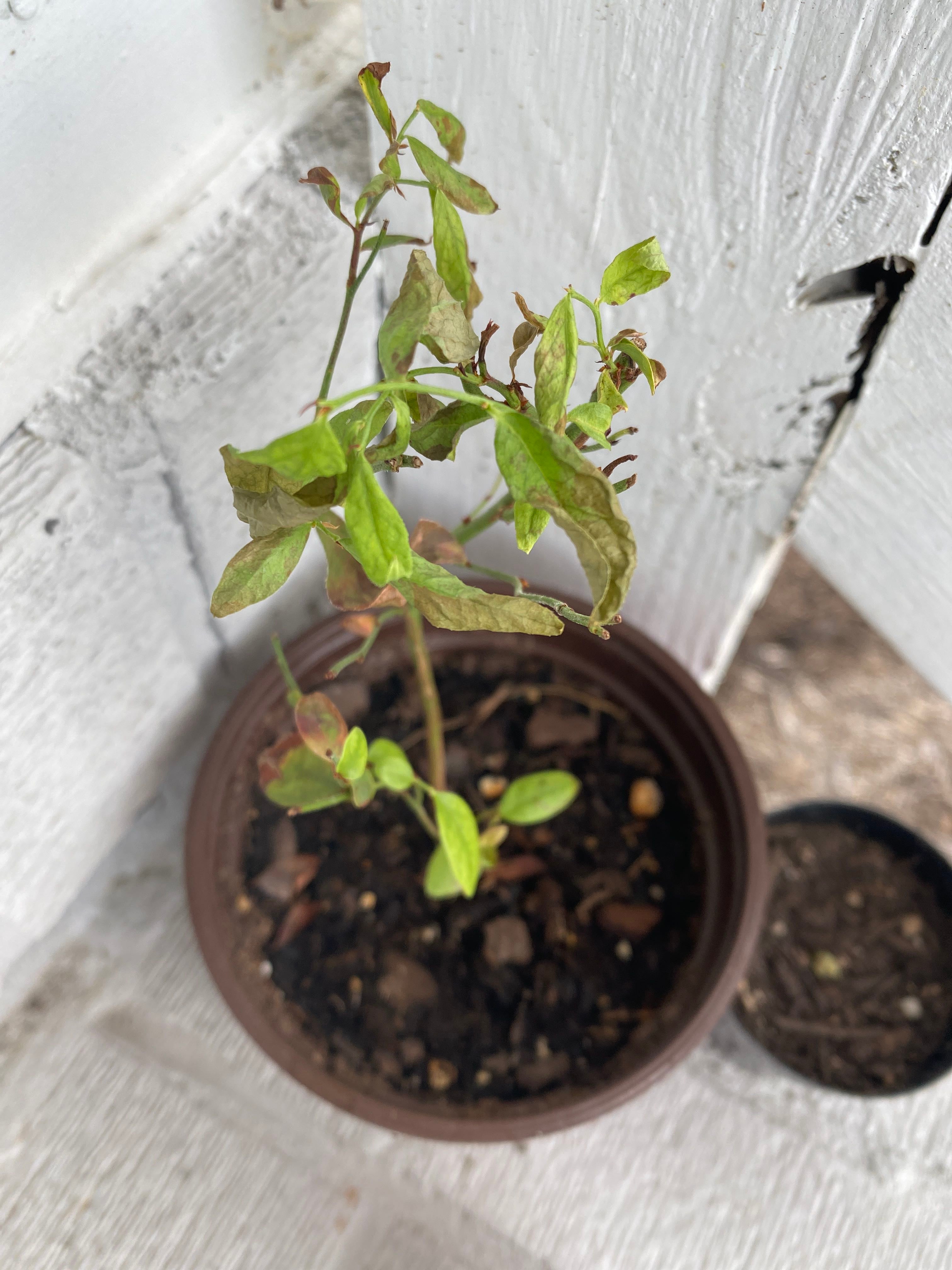 Ultimate Guide to Blueberry Roots 🫐