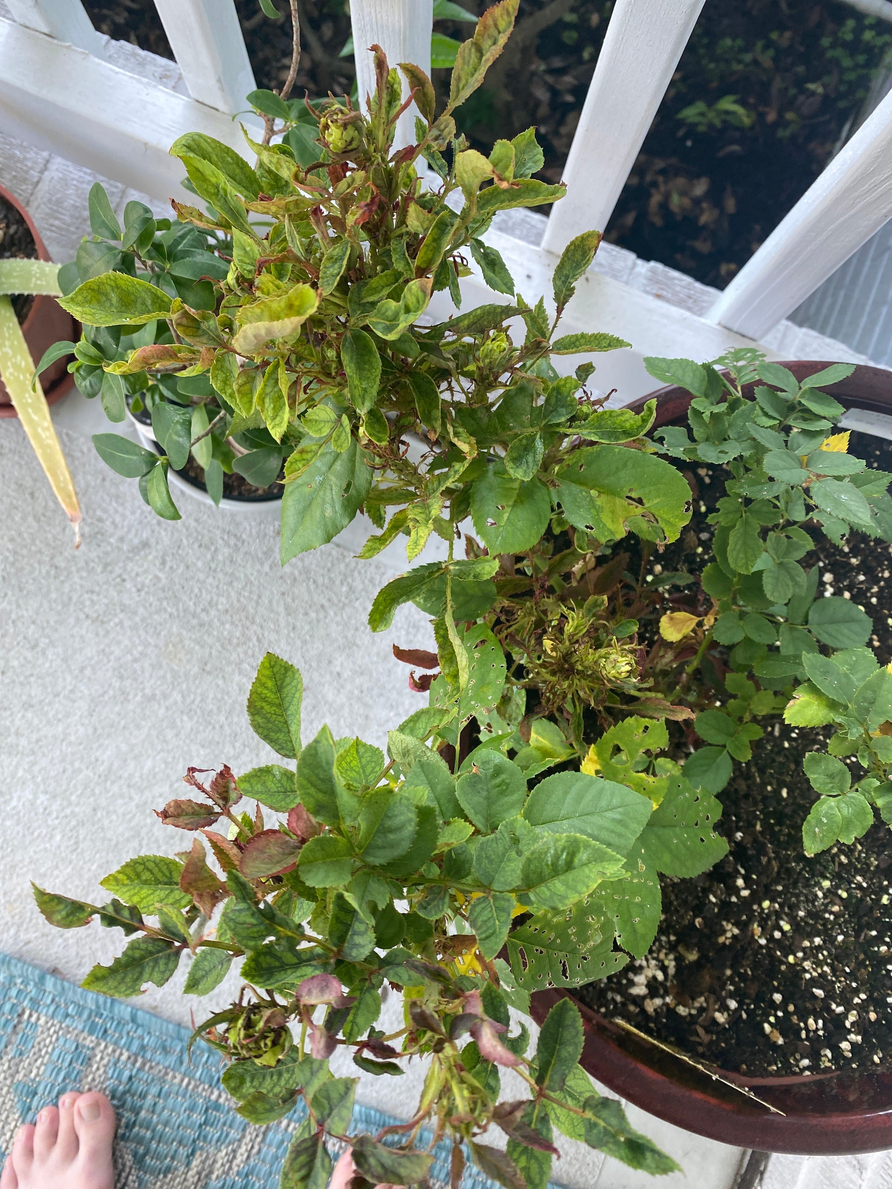 What You Should Know About Austrian Copper Rose 🌹