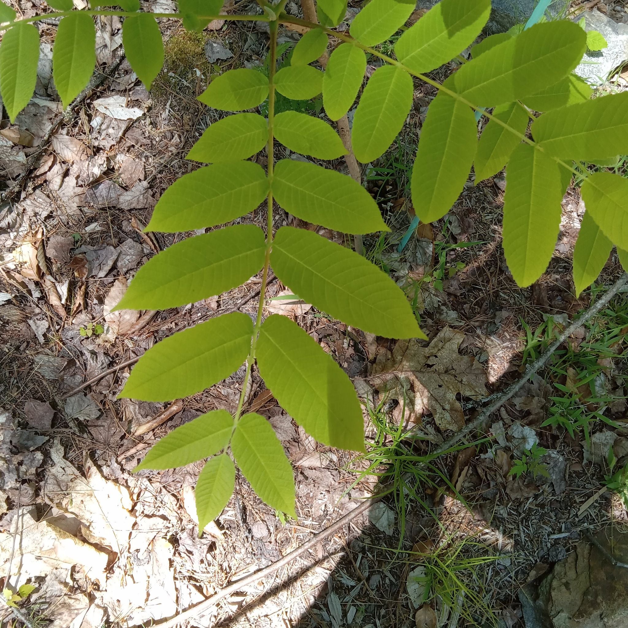 Fertilizing My Black Walnut