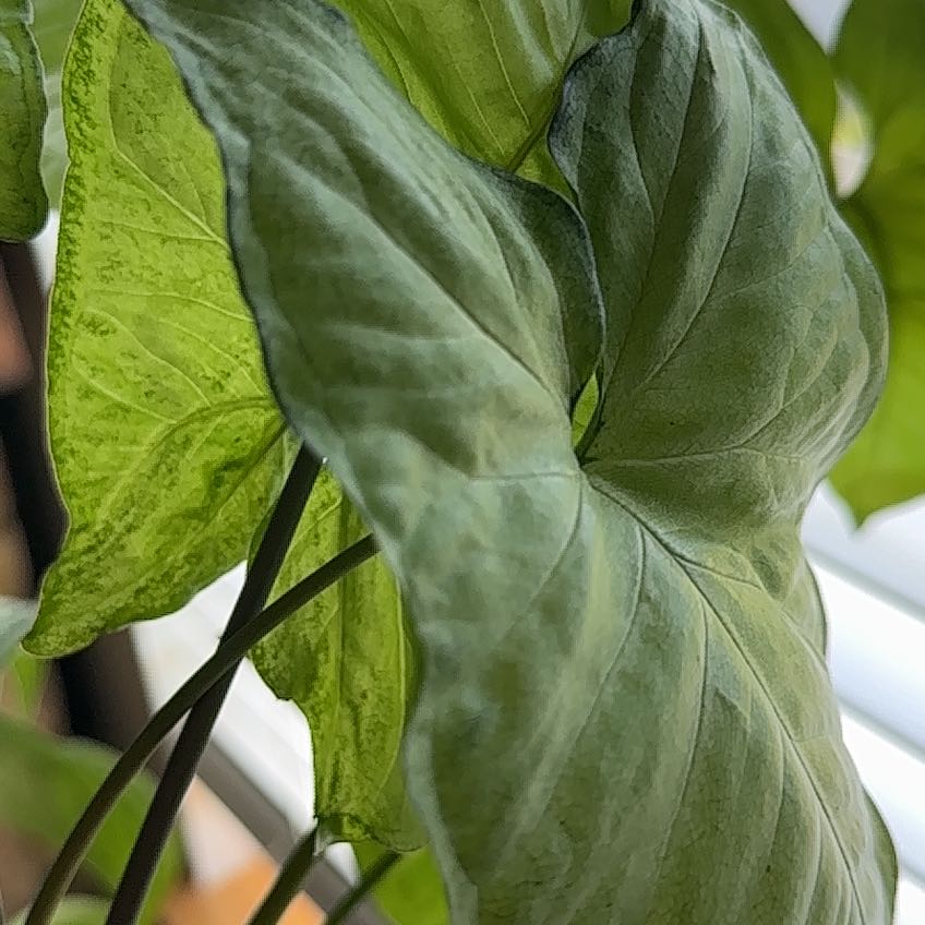 Queen | A plant by @SmartJellypalm on Greg