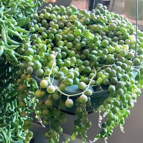 Homer | A plant by @FourstarCentro on Greg