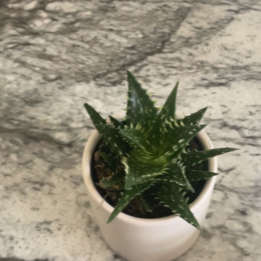 Huckleberry Fern | A plant by @LastingAsterium on Greg
